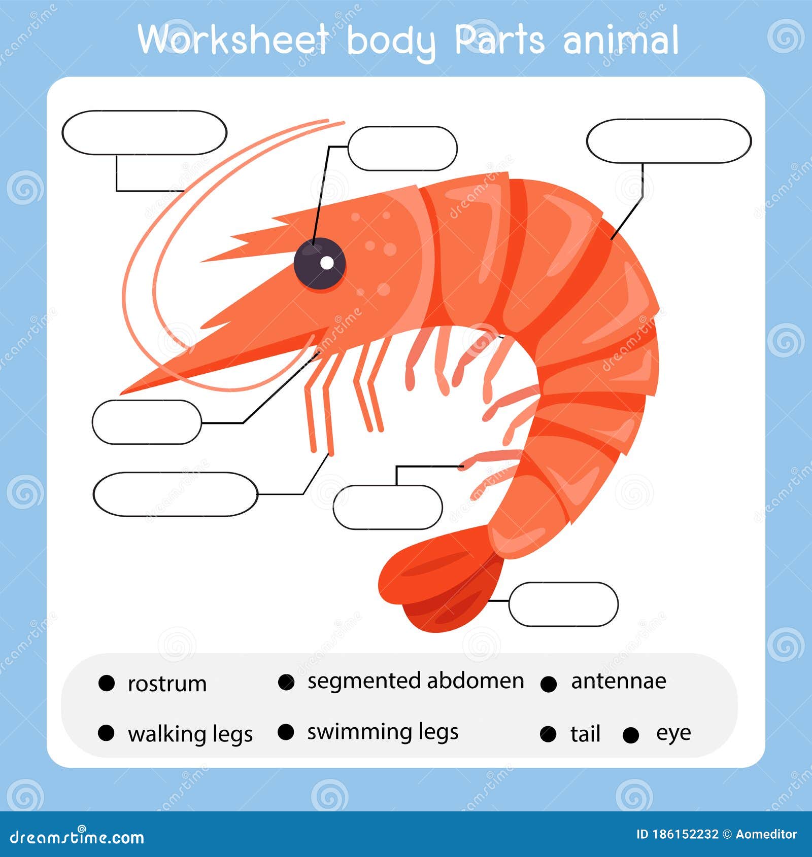 Worksheet Body Parts Shrimp Animal Stock Vector - Illustration of ...