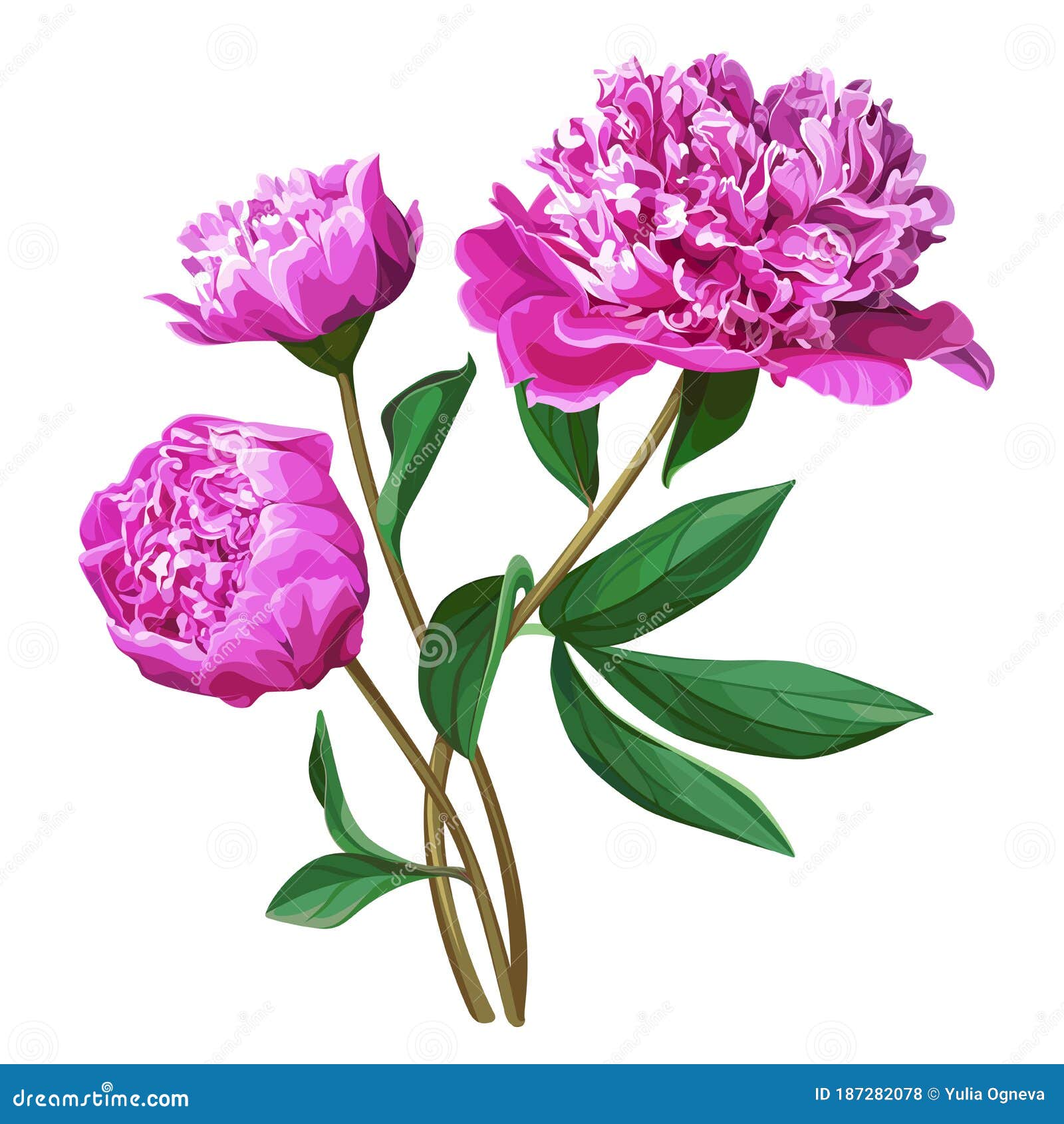 Set of Pink Peonies. Branch of Pink Peonies Isolated for Design. Stock ...