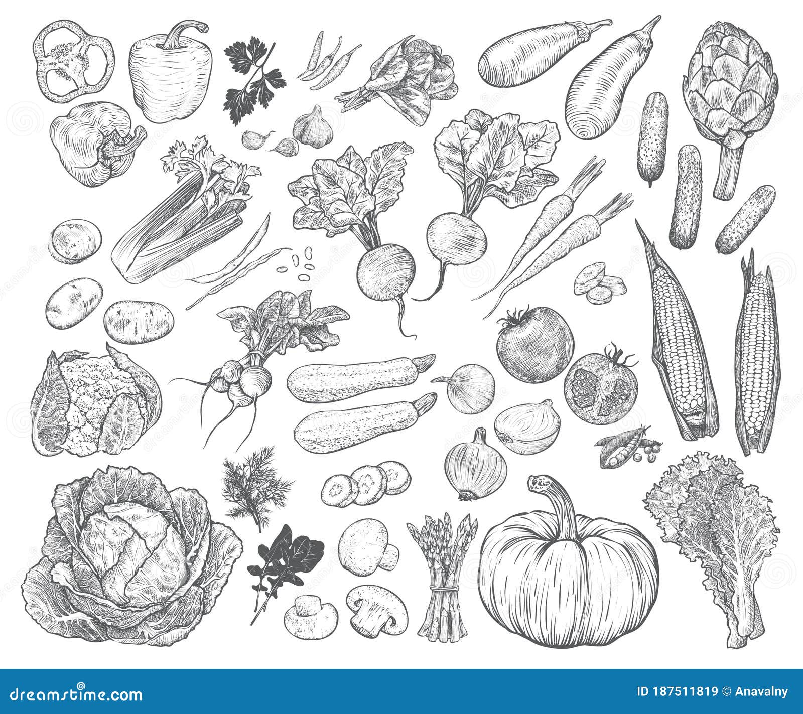 Hand Drawn Fresh Vegetables Set. Template for Your Design Works Stock ...