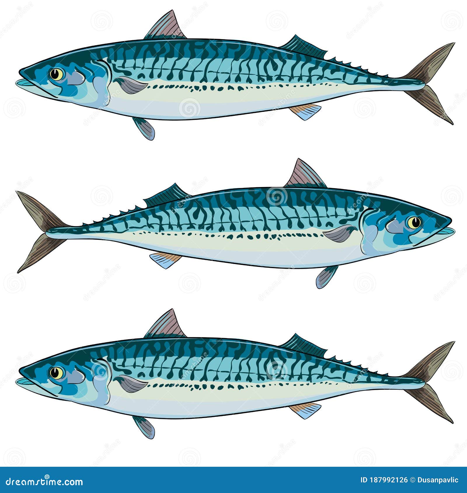 Sea Fish Mackerel in Shades of Blue Tones Stock Vector - Illustration ...
