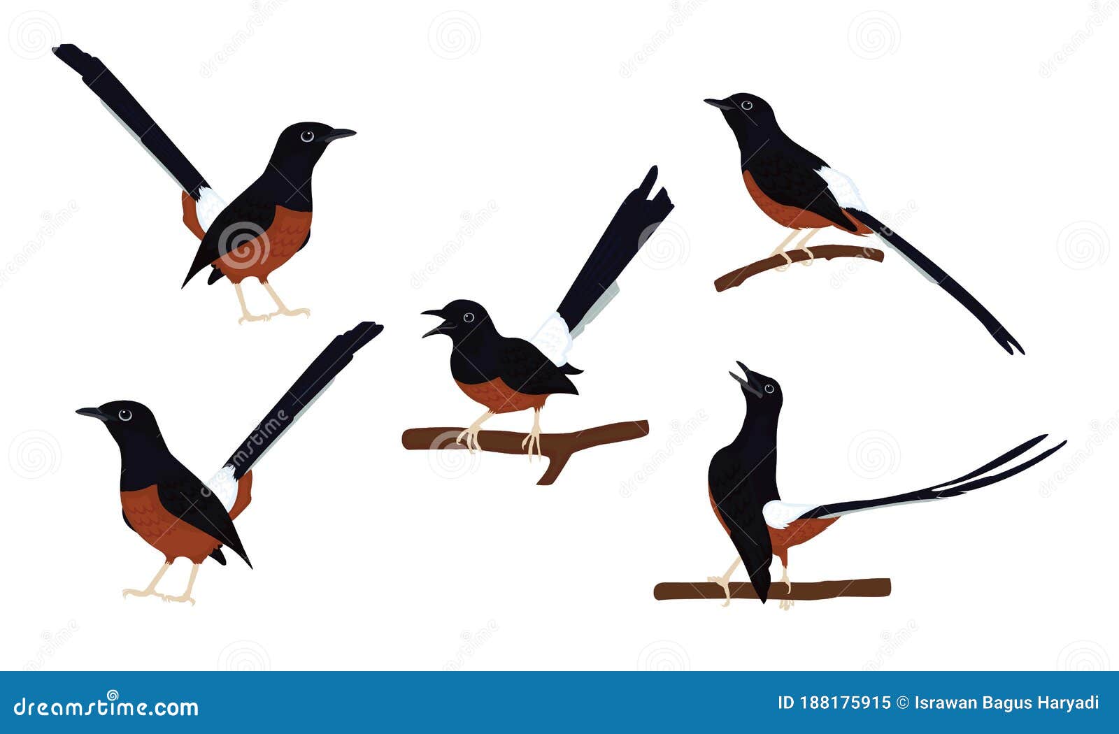 Hand Drawing of a Collection of White Rumped Shama Male Bird Stock ...