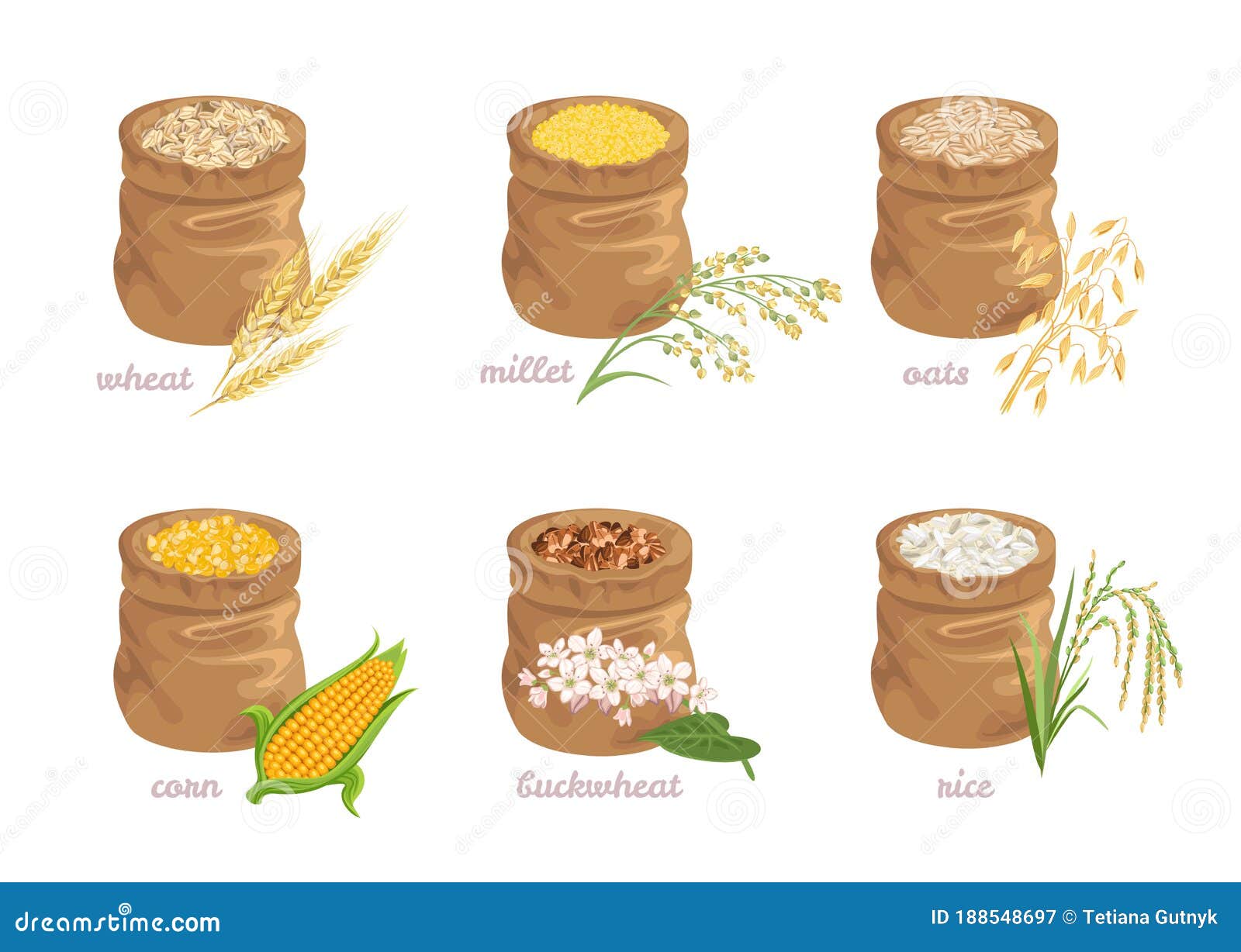 Set of Different Cereal Grains in Bags Isolated on a White Background ...