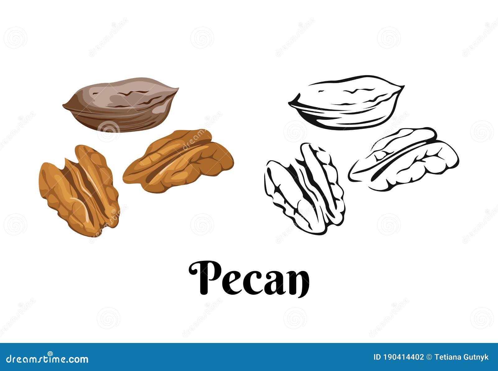 Pecan Nut Isolated on White Background. Vector Color Illustration of ...