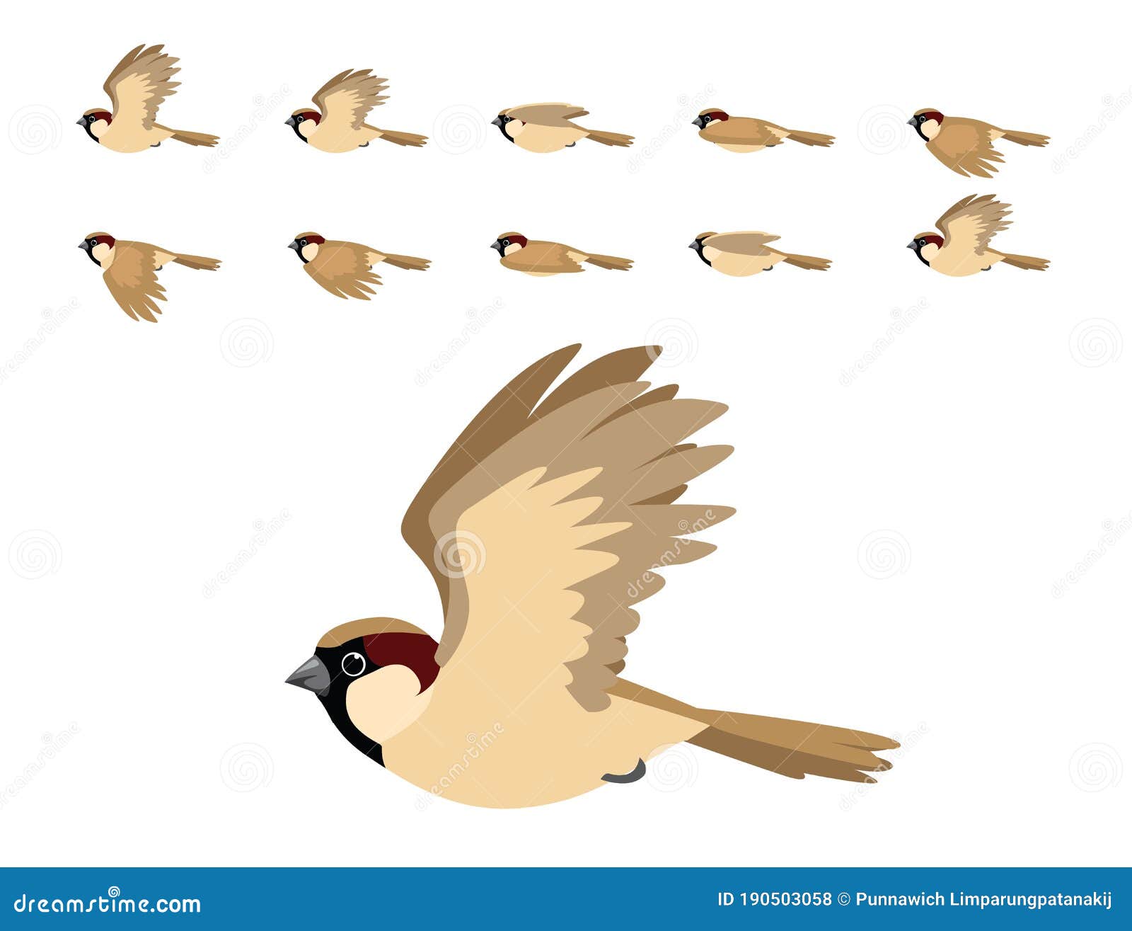 House Sparrow Flying Animation Cute Cartoon Vector Illustration Stock ...