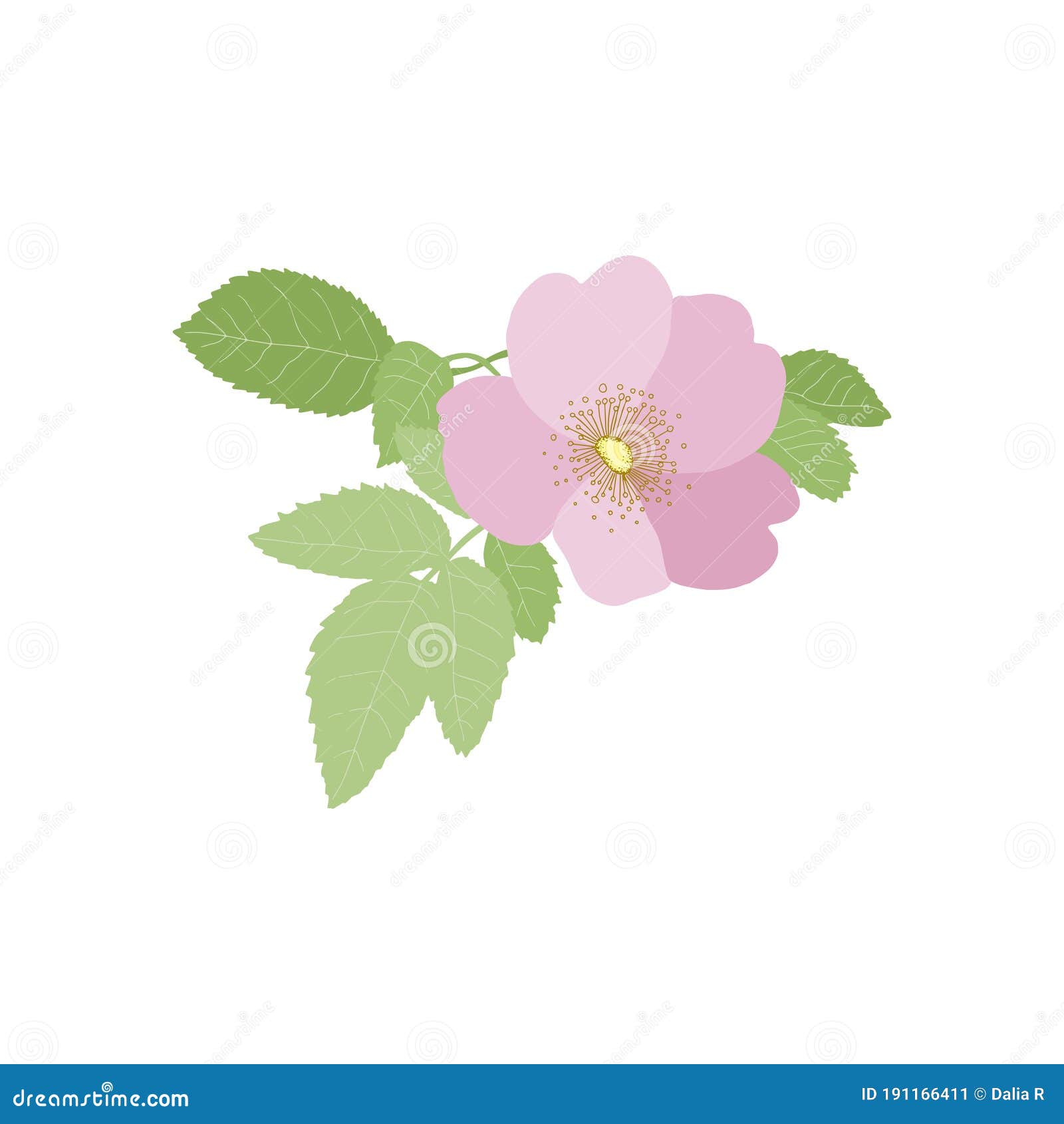 Rosa Rugosa Vintage Illustration | CartoonDealer.com #163344016
