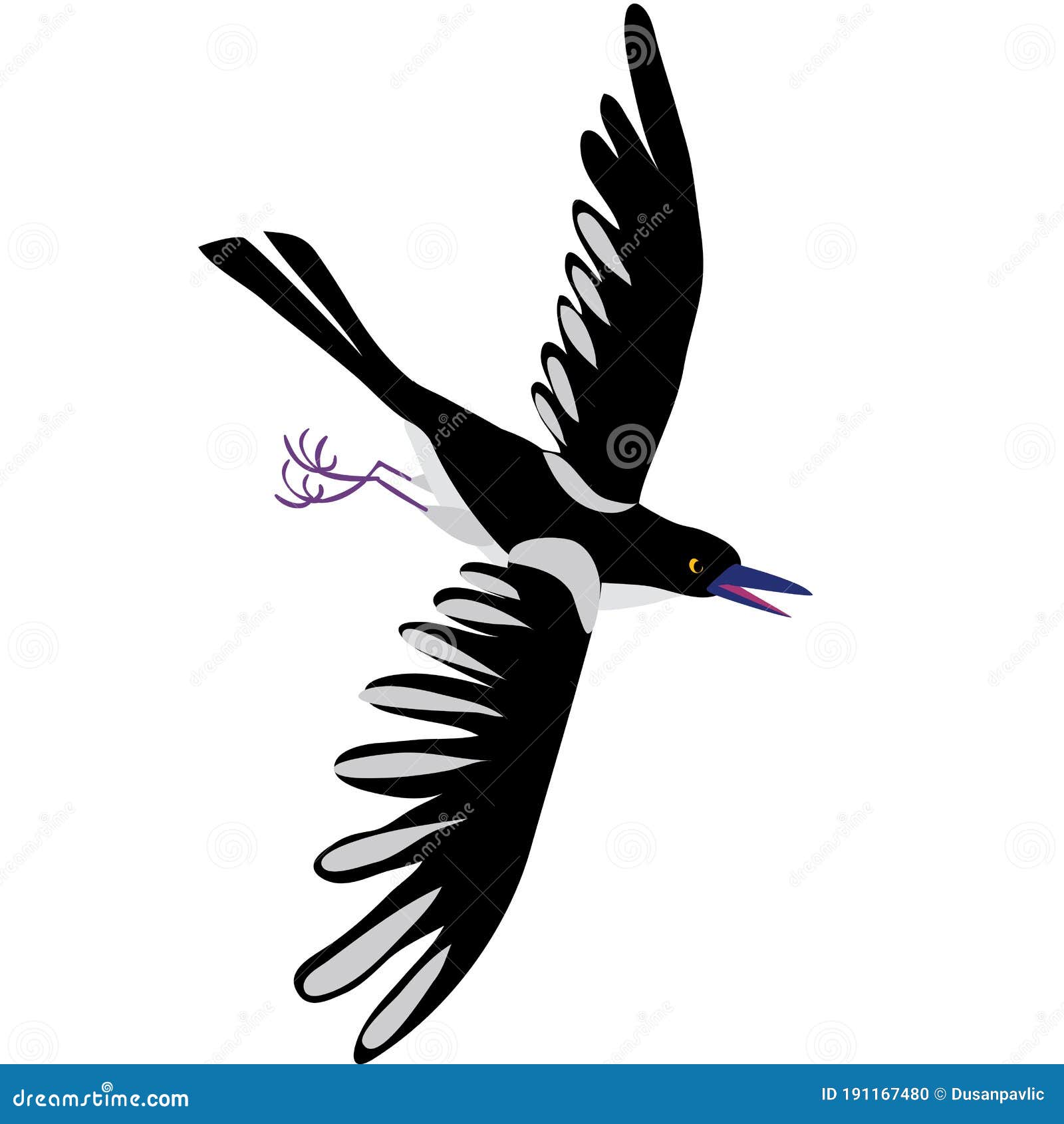 Magpie in flight stock vector. Illustration of white - 191167480