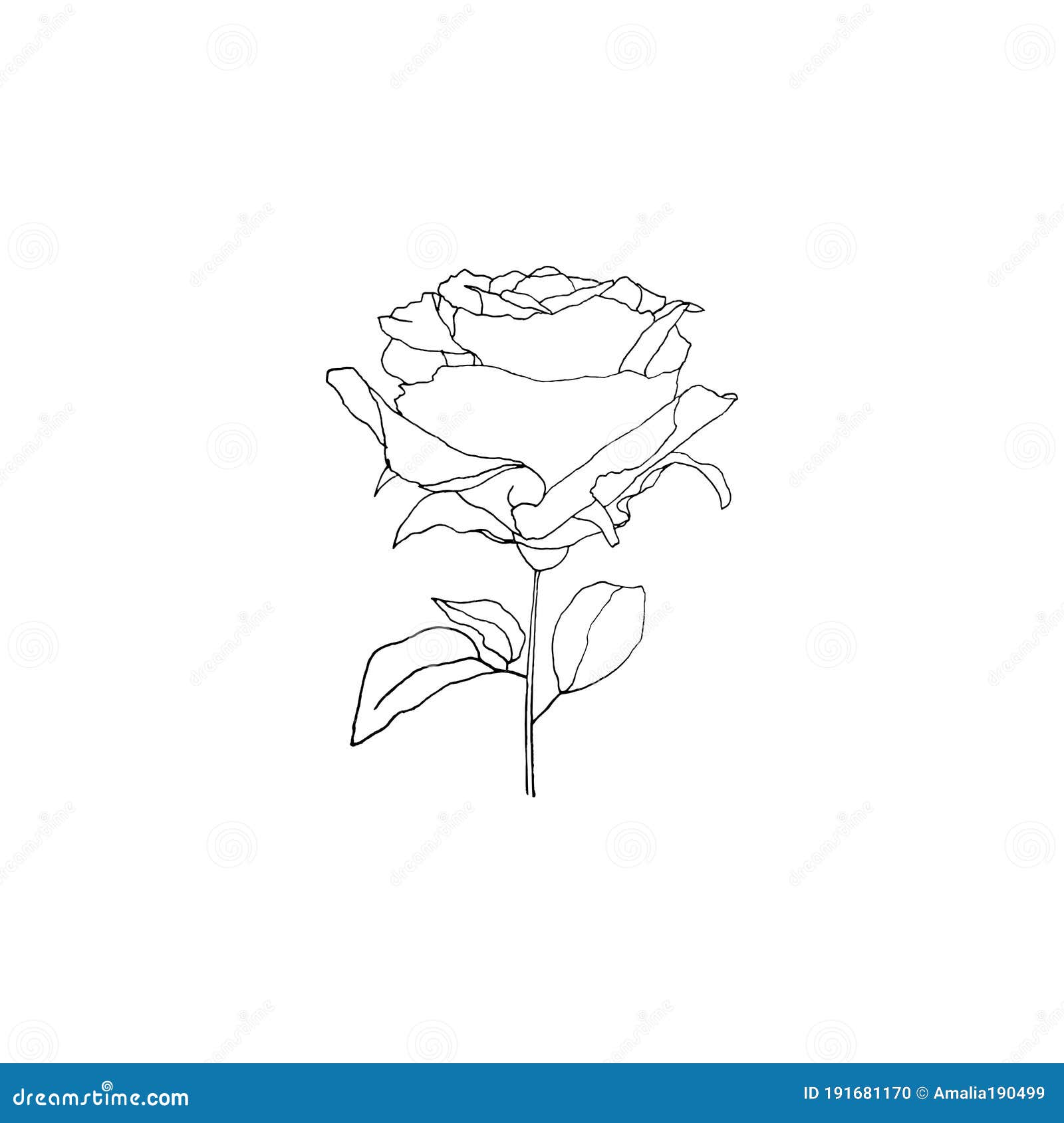 Minimal Flower Sketches of Rose Stock Vector - Illustration of isolated ...