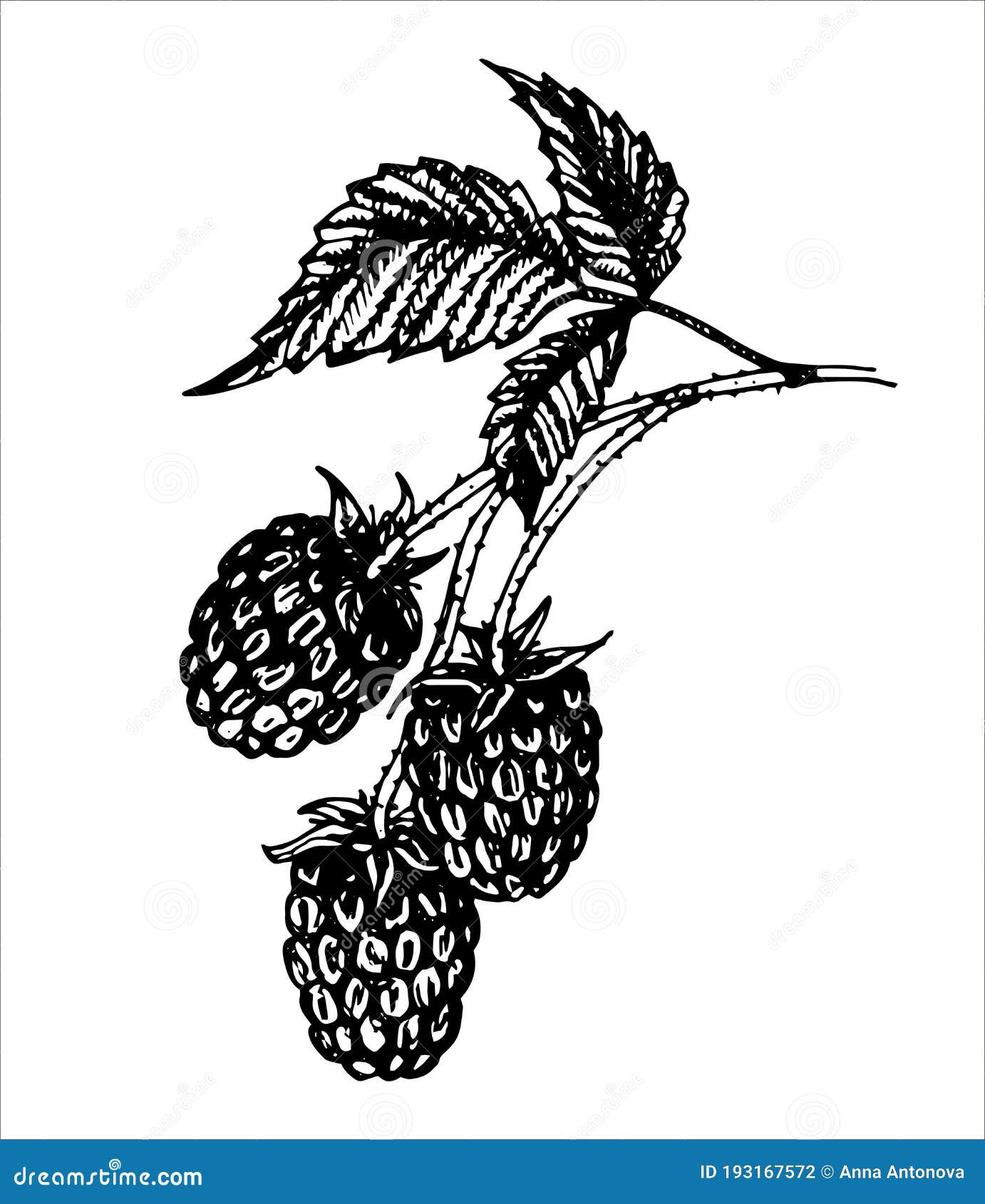 Vector Isolated Element, Branch of Raspberry. Stock Vector ...