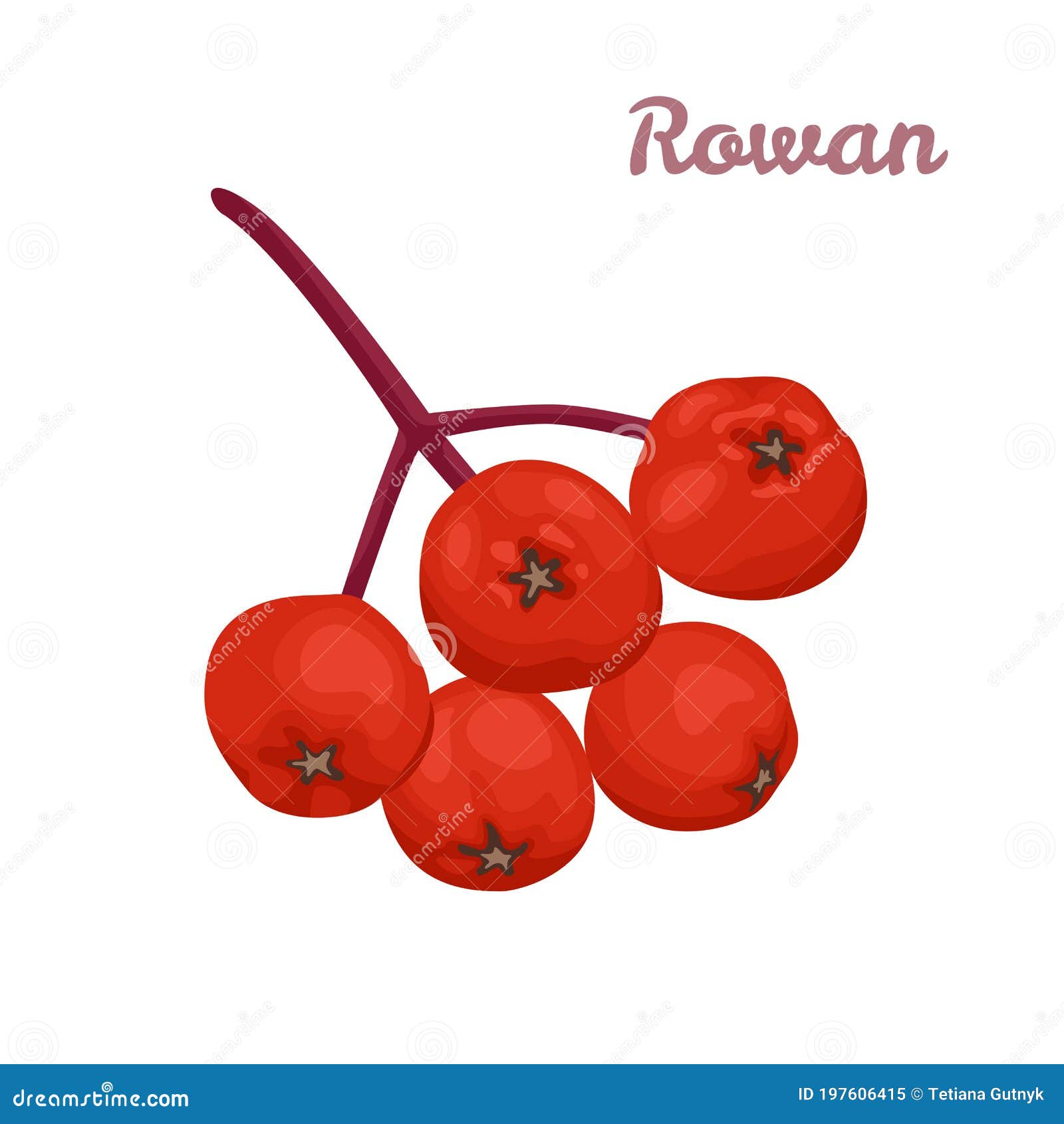 Rowan Tree Isolated on White Background. Vector Stock Vector ...