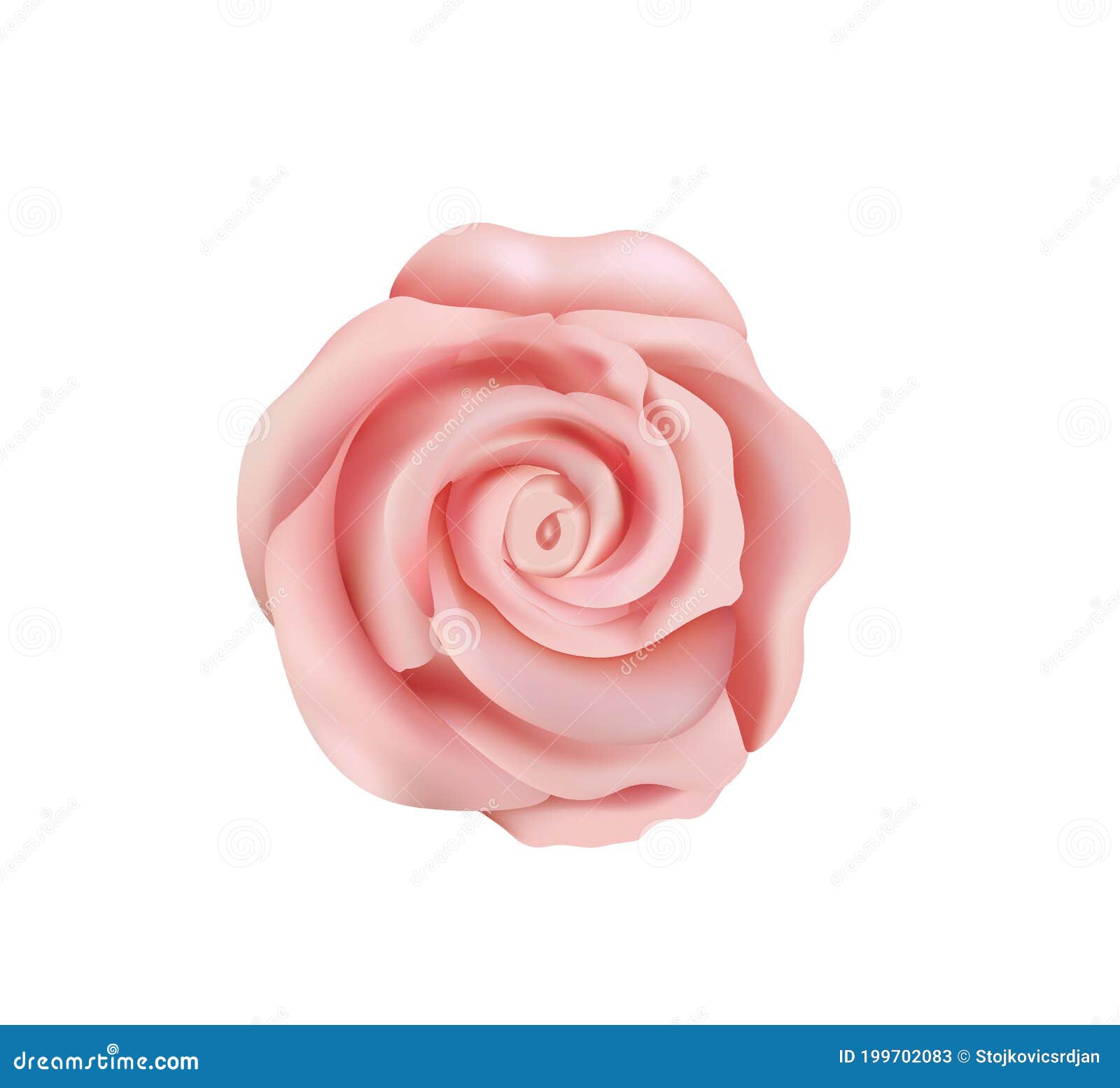 Pink rose, top view stock vector. Illustration of petal - 199702083