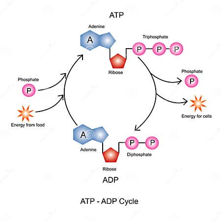 ATP ADP Cycle. stock vector. Illustration of energy - 200463364