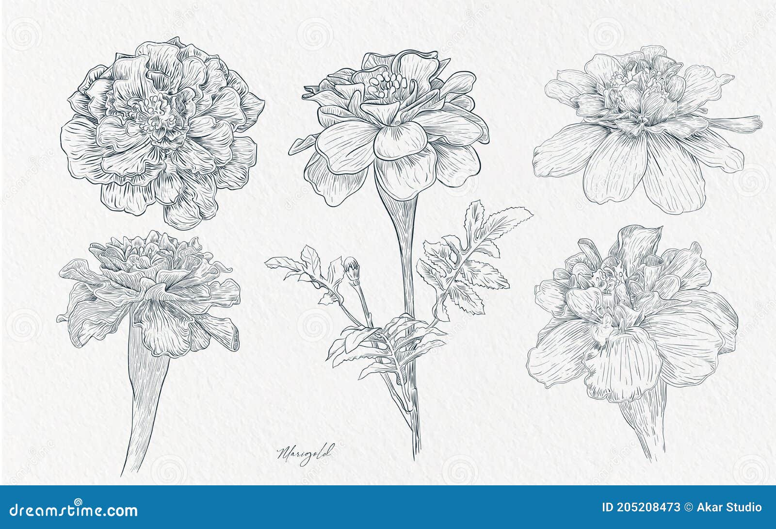 Hand Drawn Illustration Flower Marigold Stock Vector - Illustration of ...