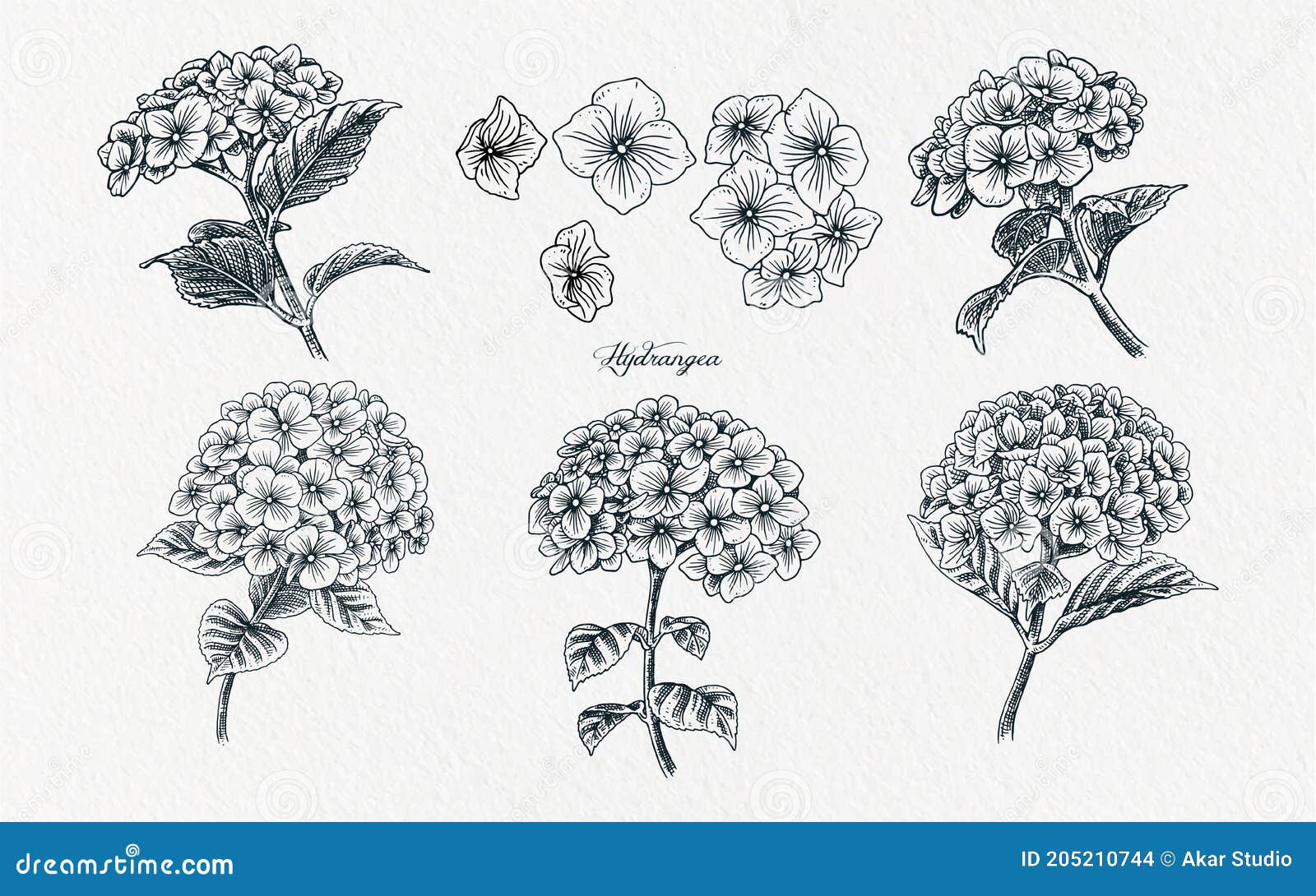 Hand Drawn Vector Illustration Hydrangea Flower Stock Vector ...