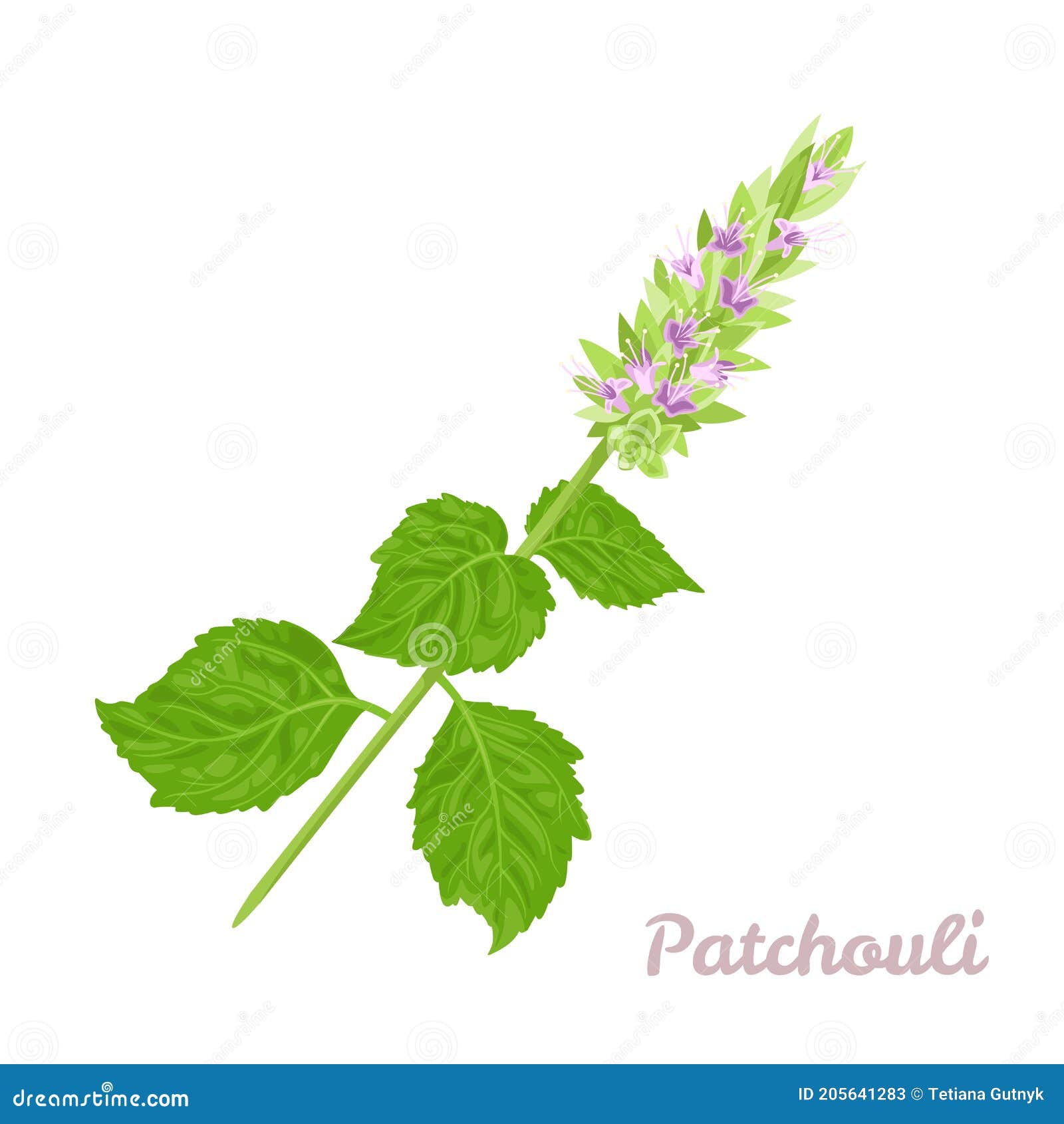 Patchouli Isolated on White Background. Fragrant Plant with Flowers and ...