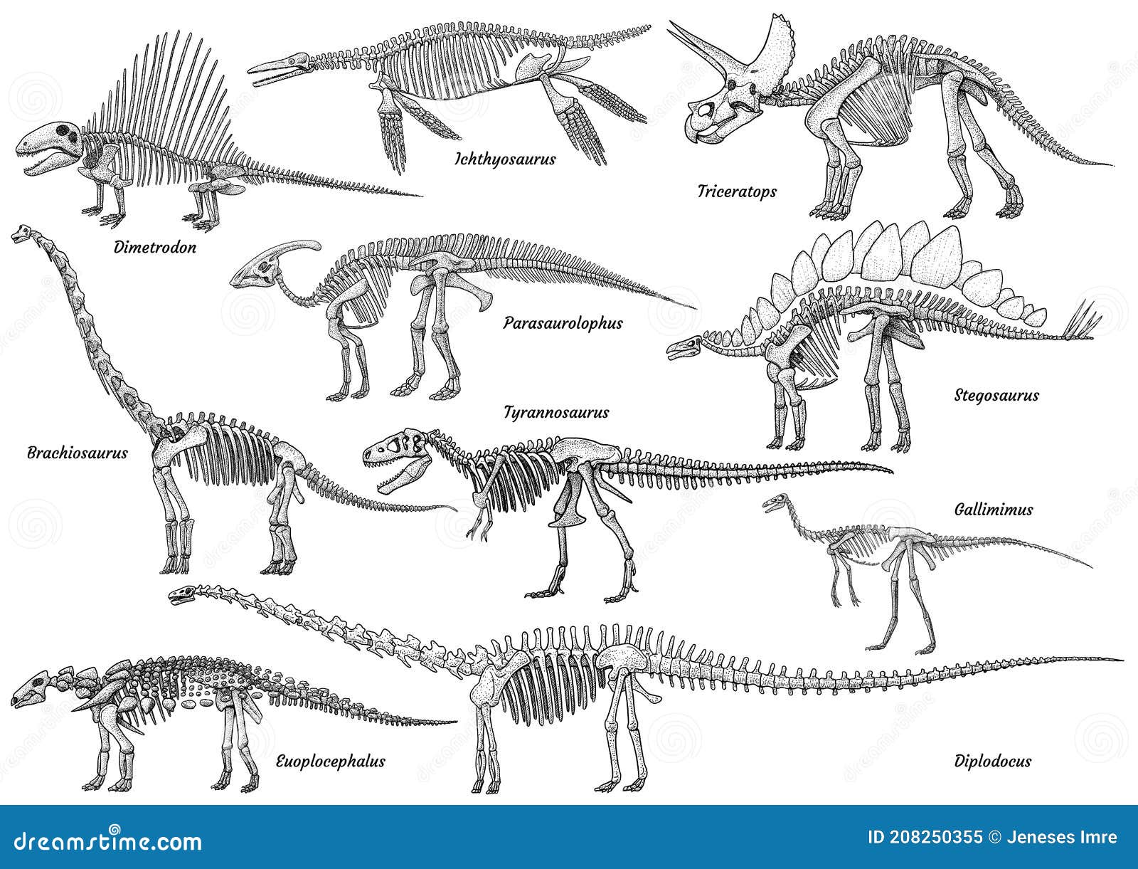 Dinosaur Skeleton Collection, Illustration, Drawing, Engraving, Ink ...