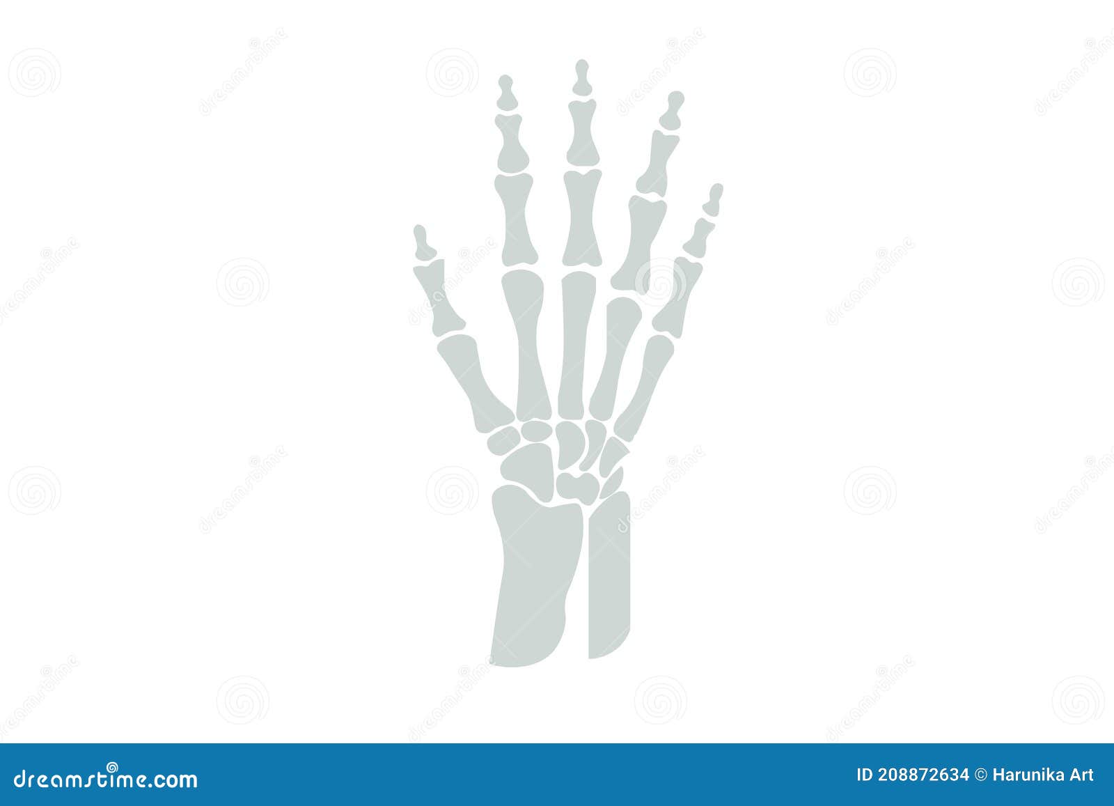 Vector Illustration of Human Hand Skeleton Stock Vector - Illustration ...