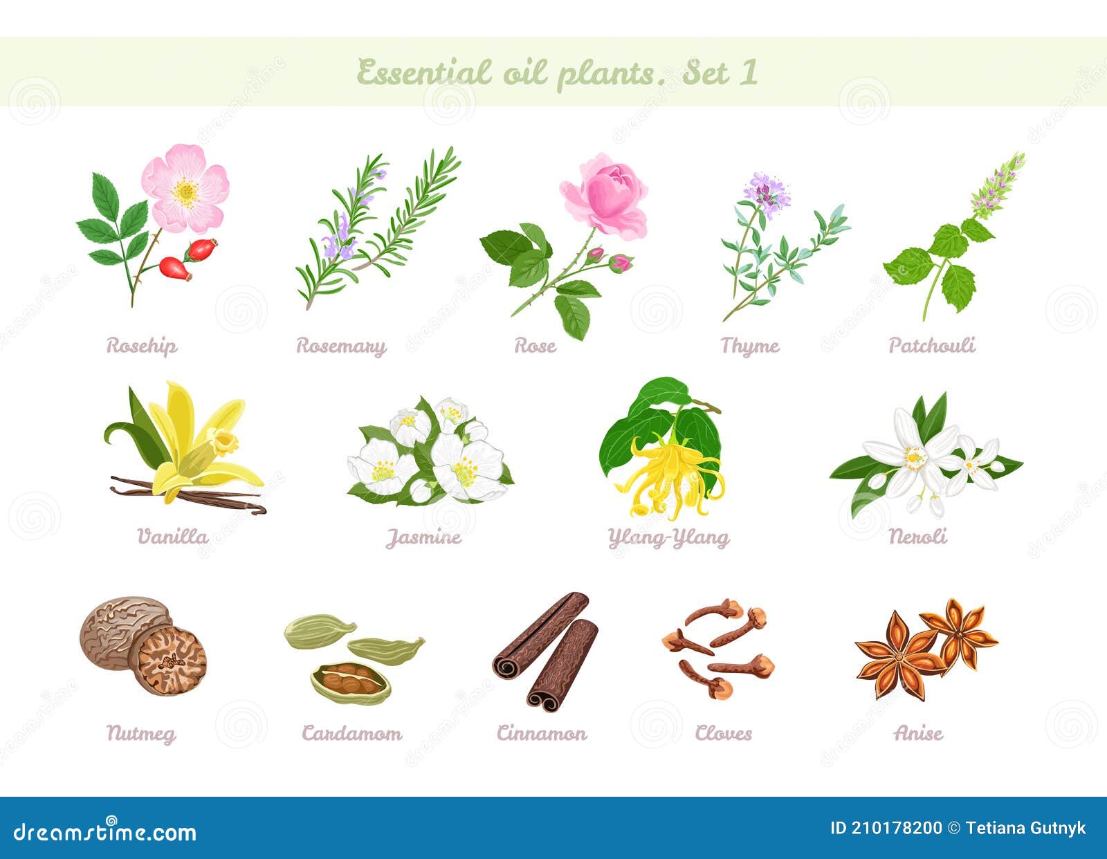 Essential Oils Plant Set. Vector Cartoon Flat Illustrations ...
