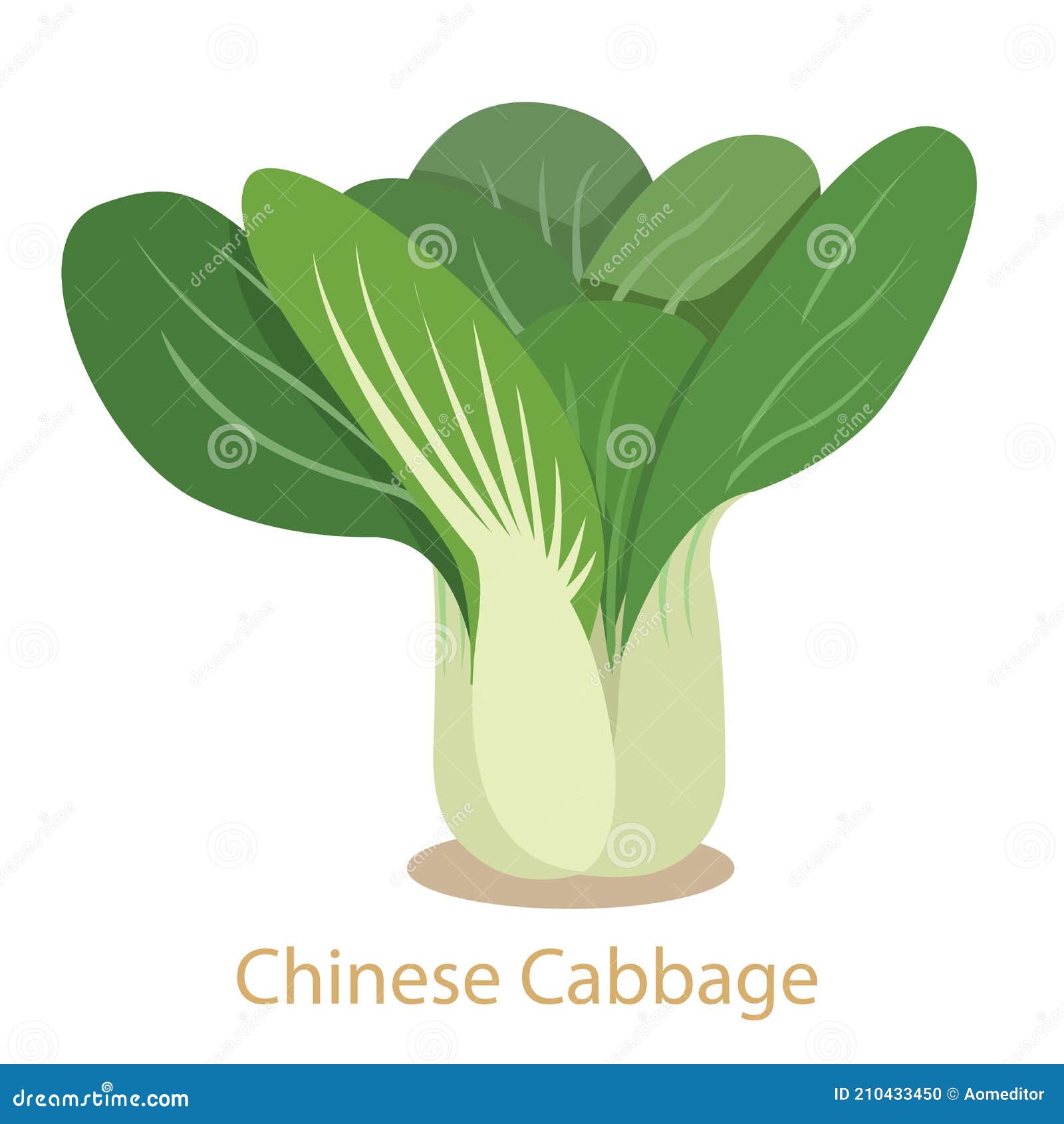 Chinese Cabbage. Vector Drawing | CartoonDealer.com #67648059