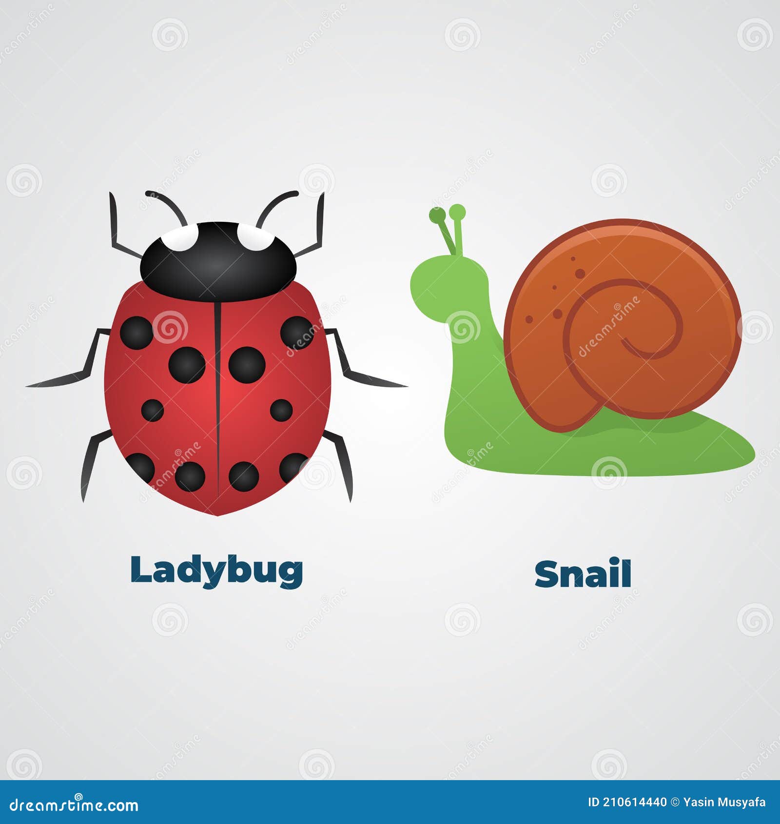 Ladybug or Ladybird and Snail Vector Illustration. Stock Vector ...