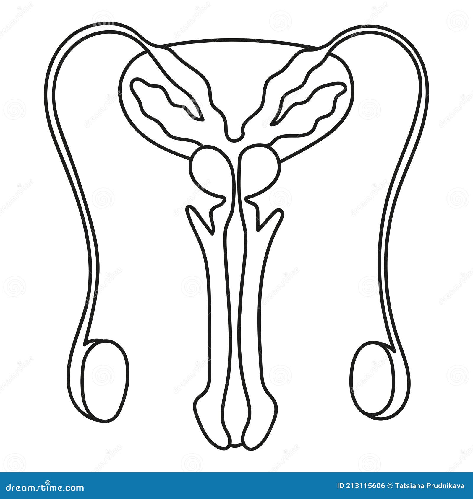 Male Reproductive System in Doodle Style Stock Vector - Illustration of ...