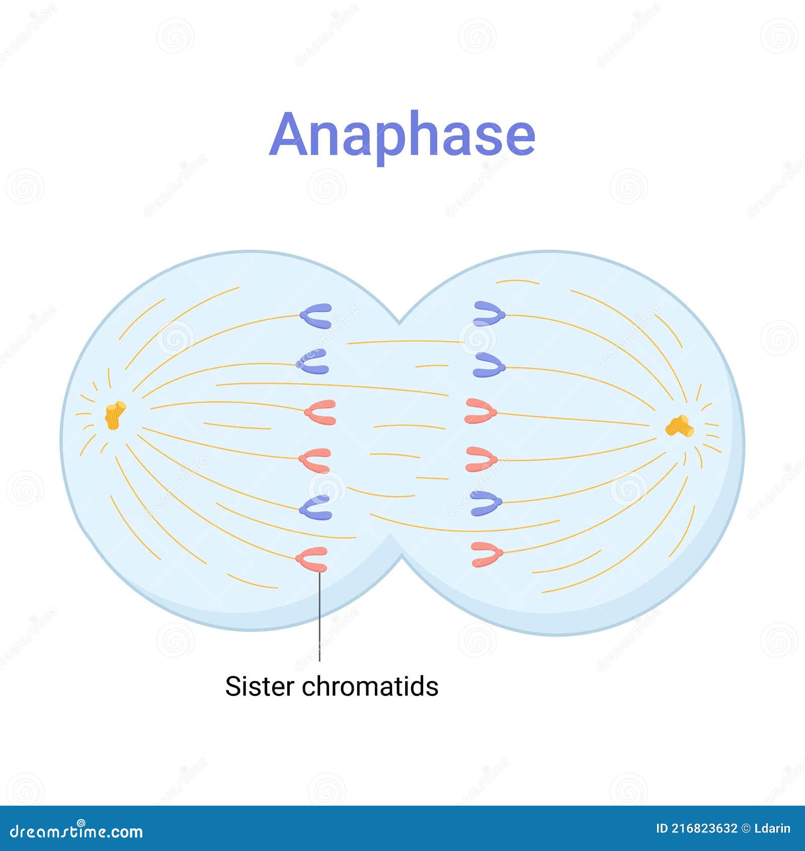 Anaphase Drawing