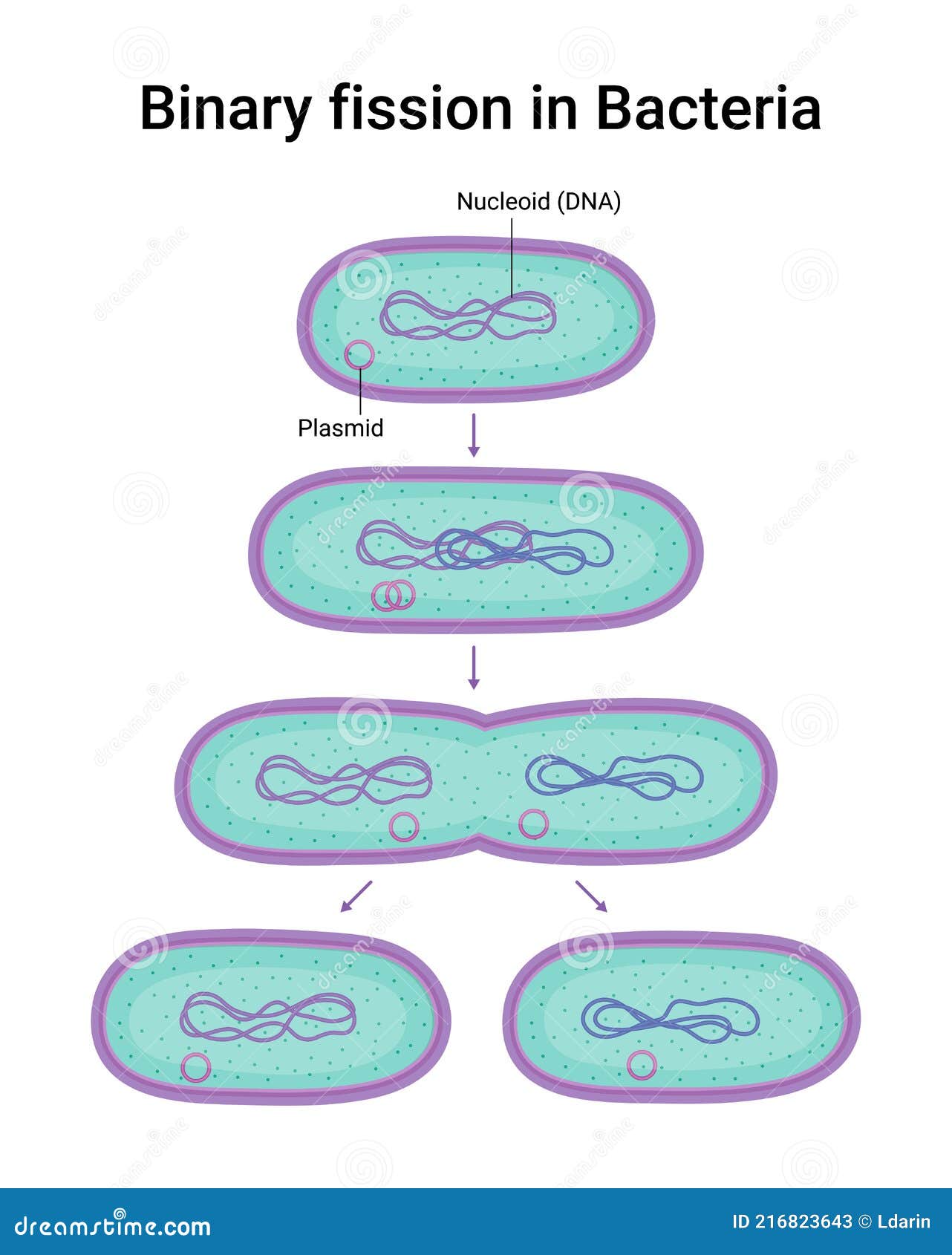 Vector Illustration Of Binary Fission In Bacteria. Reproduction ... Vector Illustration Of Binary Fission In Bacteria. Reproduction ...