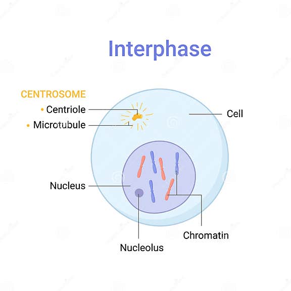 Vector Illustration of Mitosis Phase. Interphase Stock Vector ...