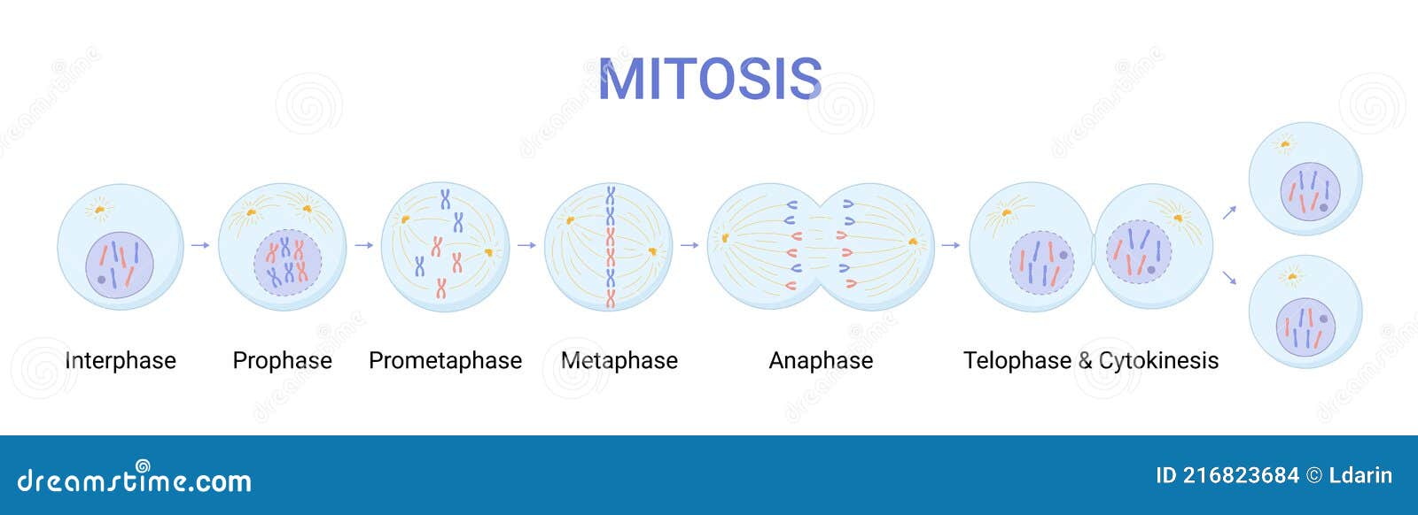 Vector Illustration of Mitosis Phases. Cell Division Stock Vector ...