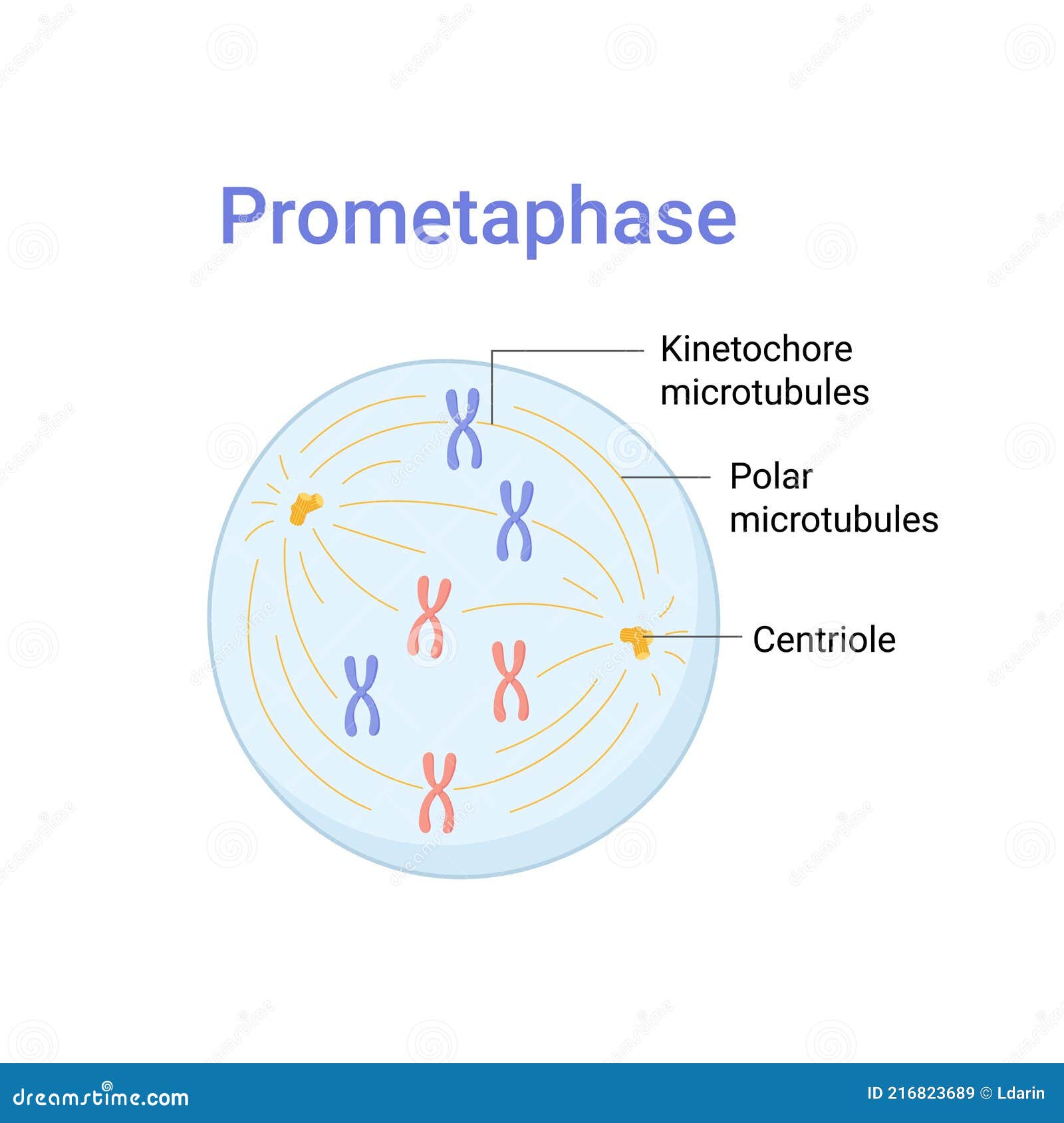 Vector Illustration of Mitosis Phase. Prometaphase Stock Vector ...