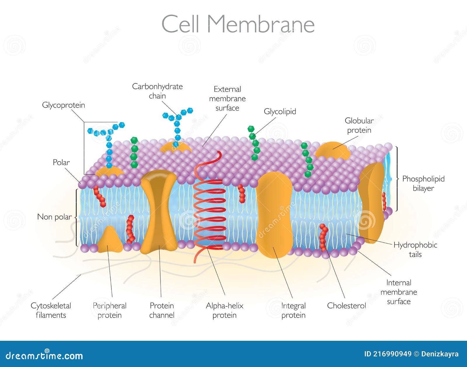 Cell Membrane Labeled
