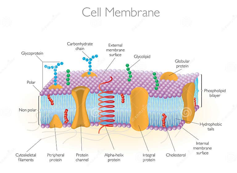 Detailed Diagram Models of a Cell Membrane Vector Illustration Stock ...