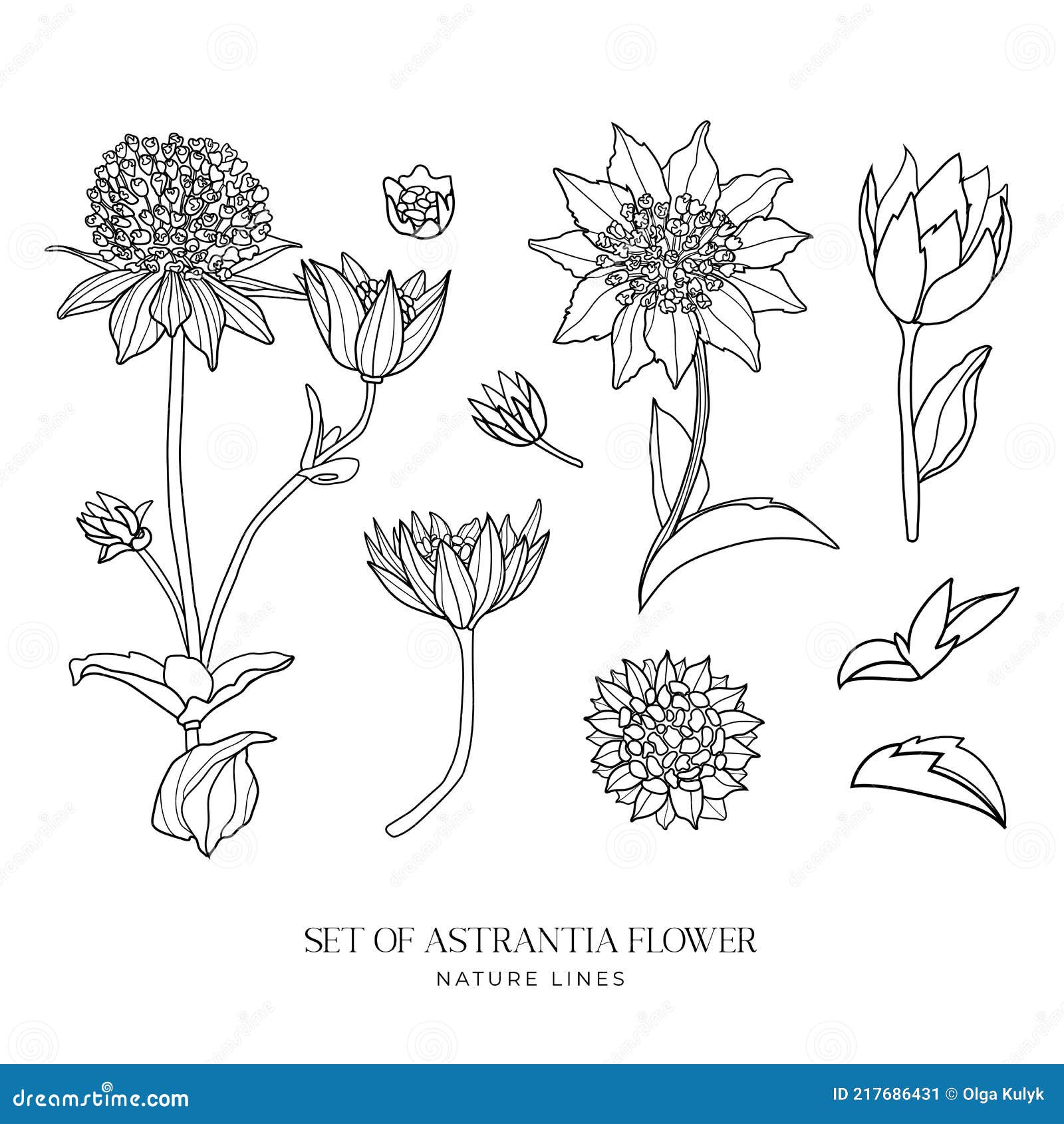 Set of Linear Drawing Astrantia Leaves and Flowers, Vector Illustration ...