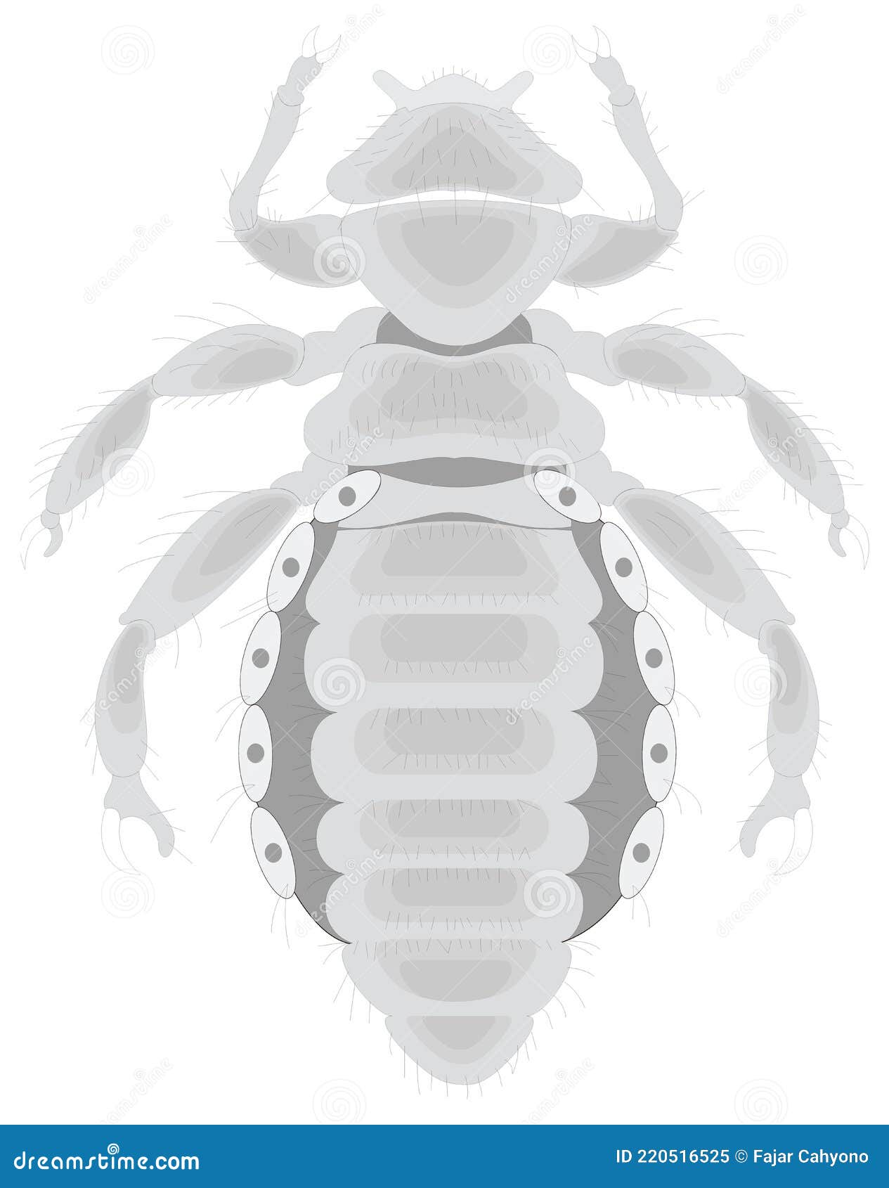 Boy With Lice. Illustration Of A Boy With Lice On His Head ...