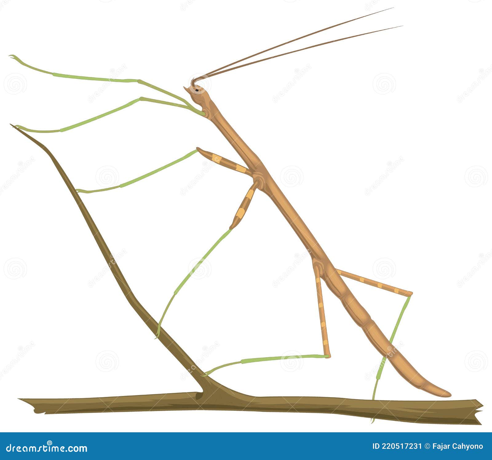 Stick Insect Black Silhouette Animal Vector Illustration ...