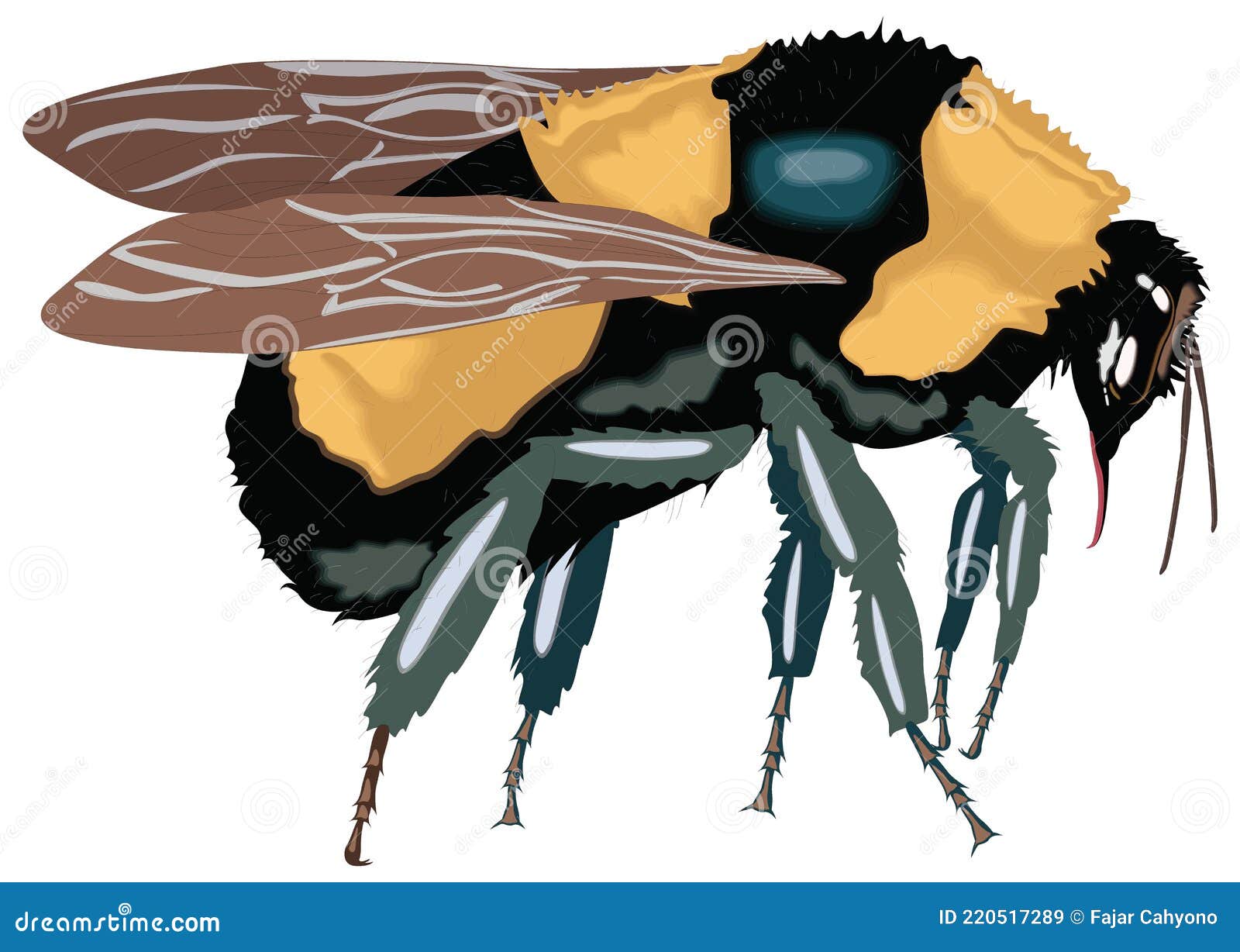 Bumblebee Insect Vector Illustration Transparent Background Stock ...