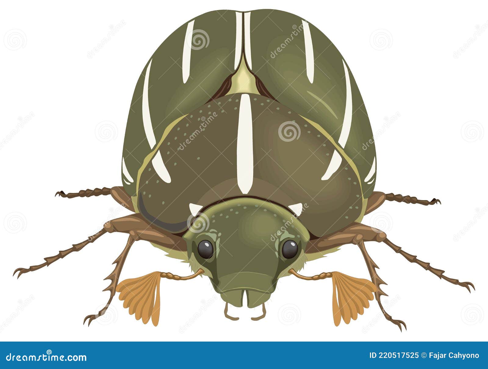Chafer Insect Vector Illustration Transparent Background Stock Vector - Illustration of chafer ...