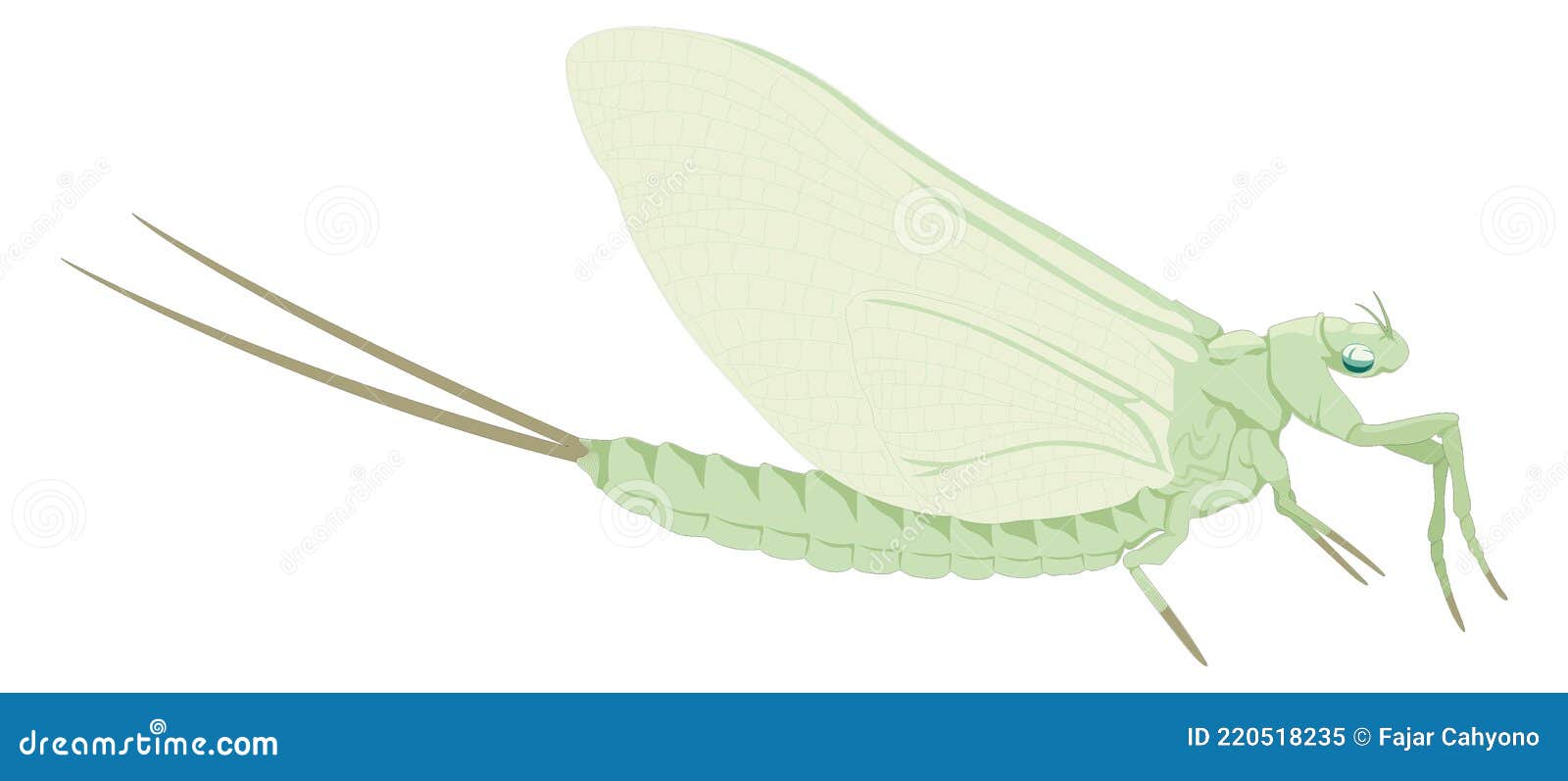 Green Mayfly Insect Vector Illustration Transparent Background ...