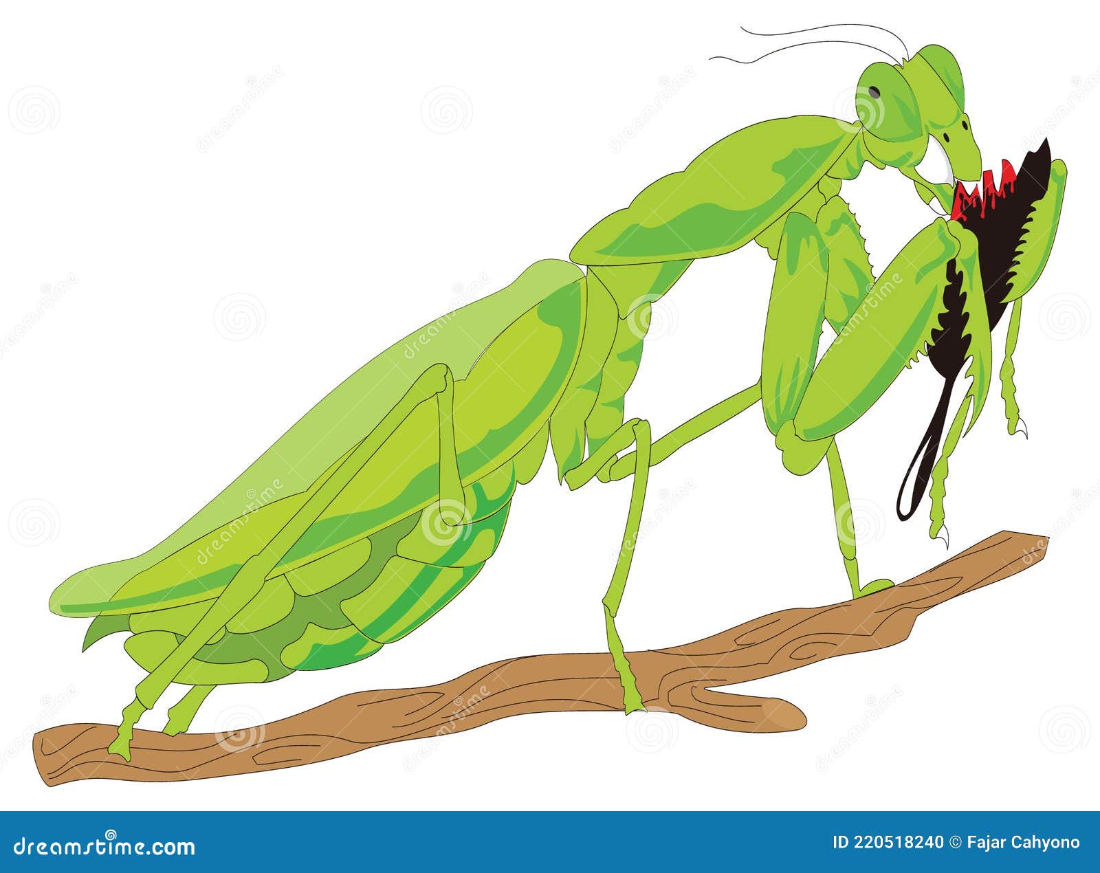 Mantis Flower Frame Royalty-Free Stock Image | CartoonDealer.com #164823034