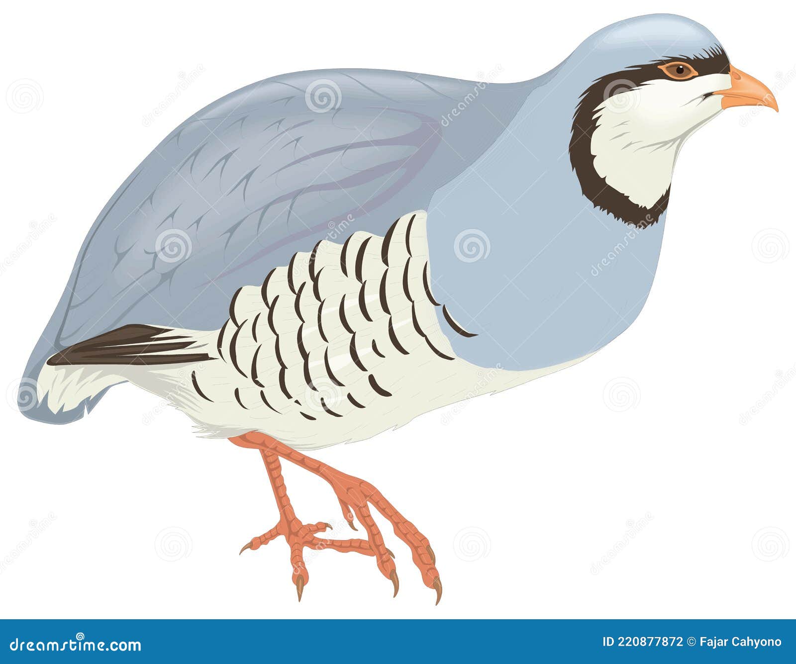 Chukar Partridge Flying