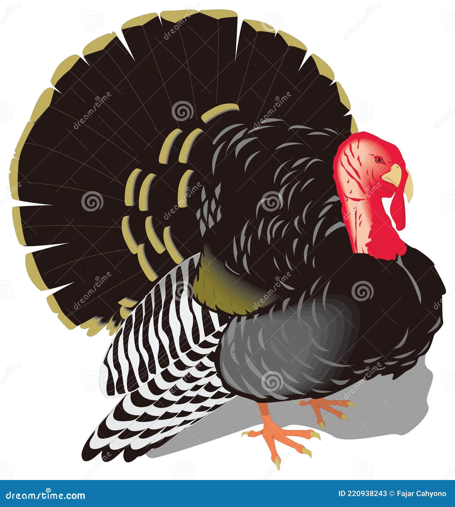 Turkey Tail Feathers Vector