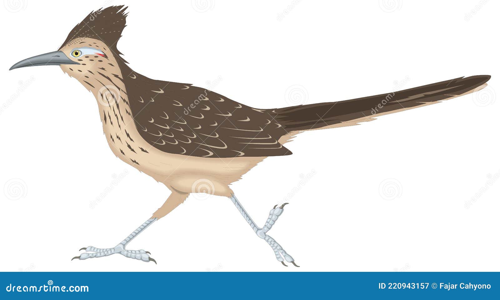 Greater Roadrunner Bird Vector Illustration Transparent Background ...