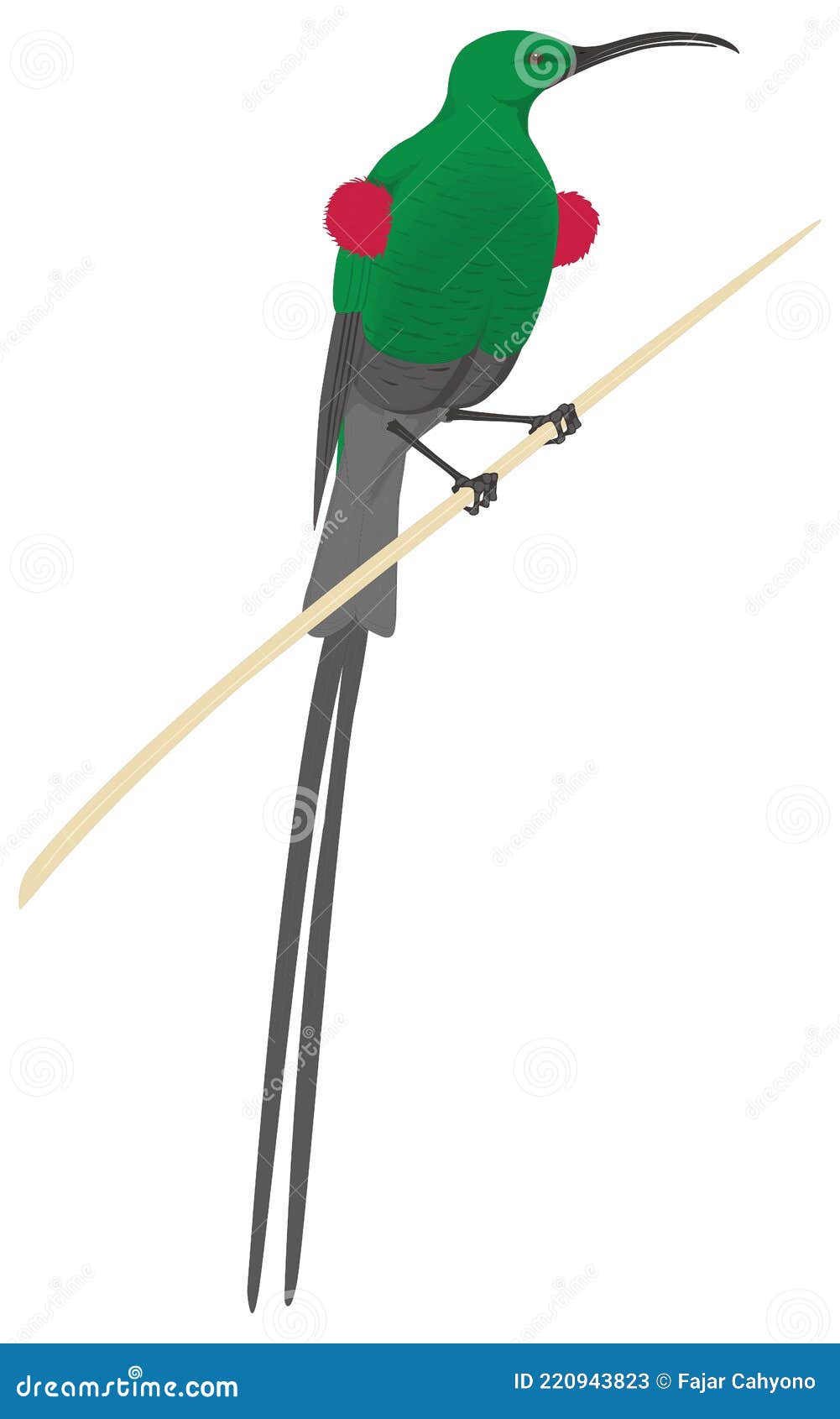 Sunbird Vector Illustration, Bird Family Nectariniidae Of Passerine ...