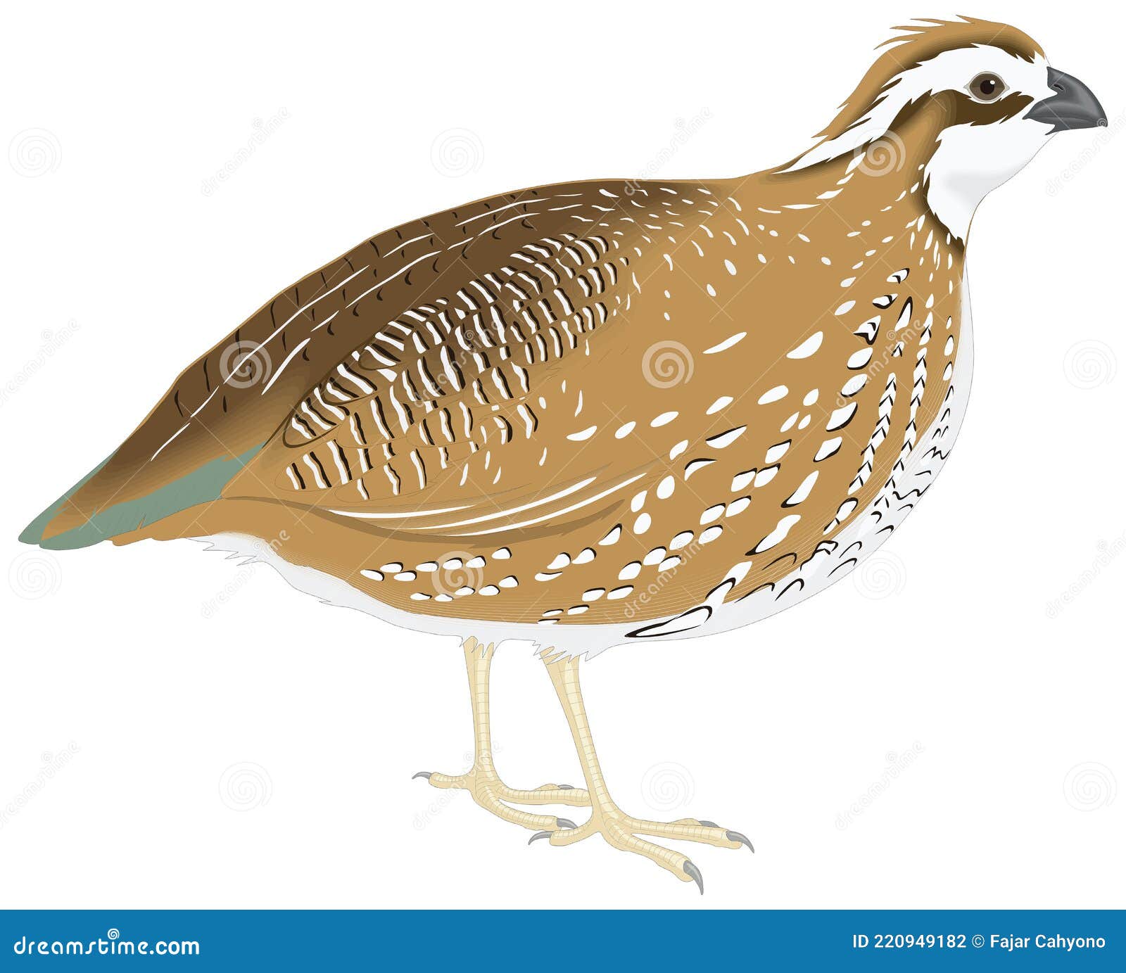 Bobwhite Cartoons, Illustrations & Vector Stock Images - 20 Pictures to ...