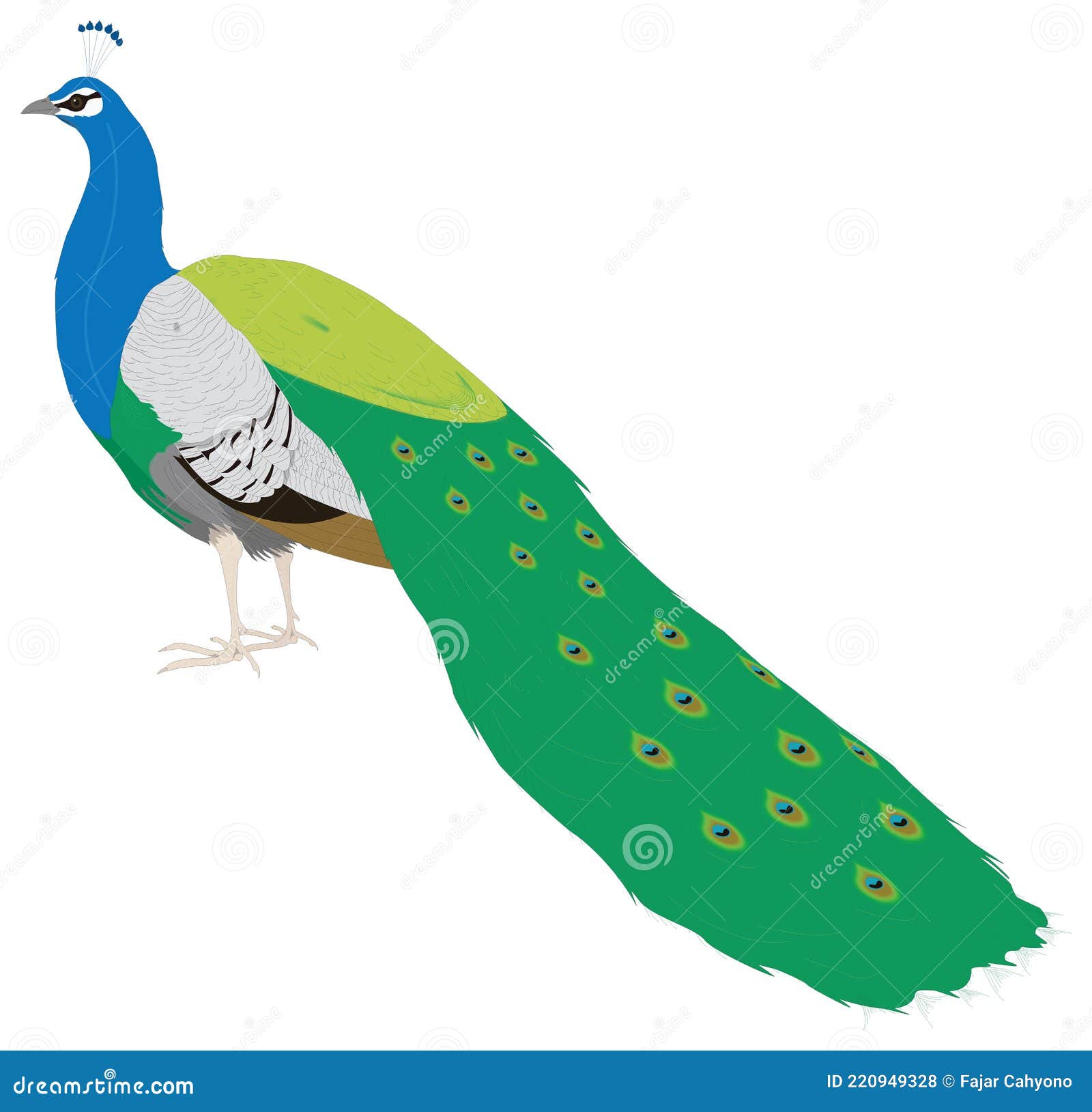 Peafowl Or Peacock As Bird Specie With Extravagant Plumage Vector Set ...