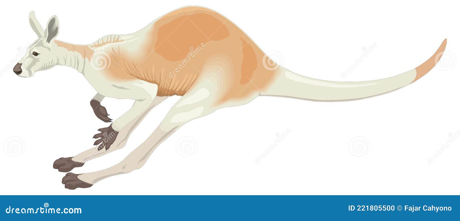 Kangaroo Jump Animal Vector Illustration Transparent Background ...
