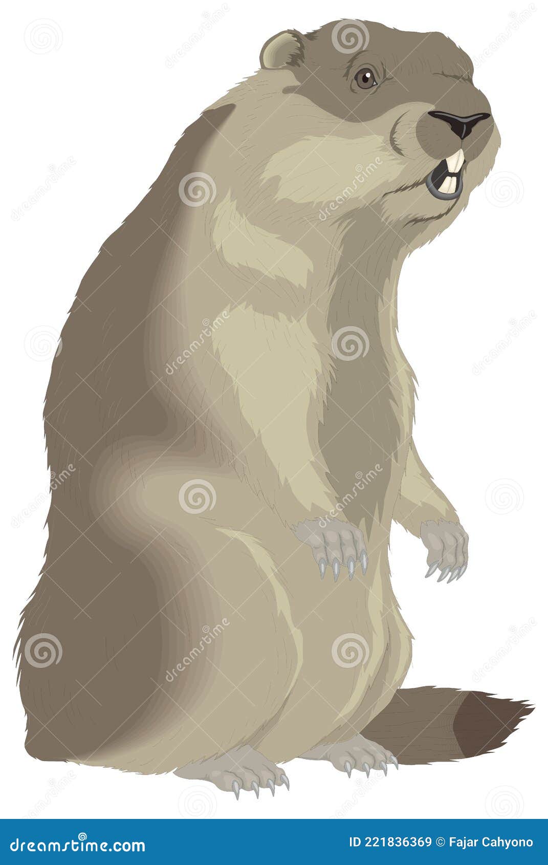 Marmot Stand Animal Vector Illustration Transparent Background Stock ...