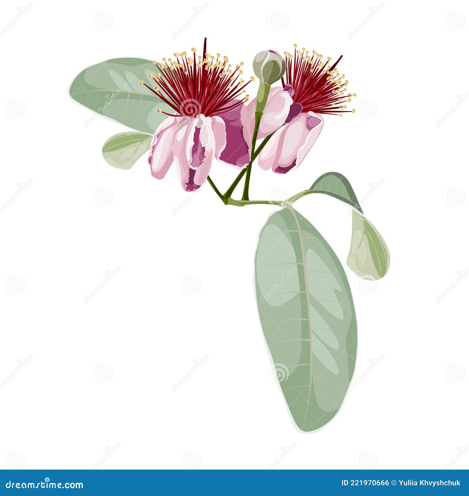 Feijoa Hand Drawn Illustration. Engraved Botanical Fruit in Bloom with ...