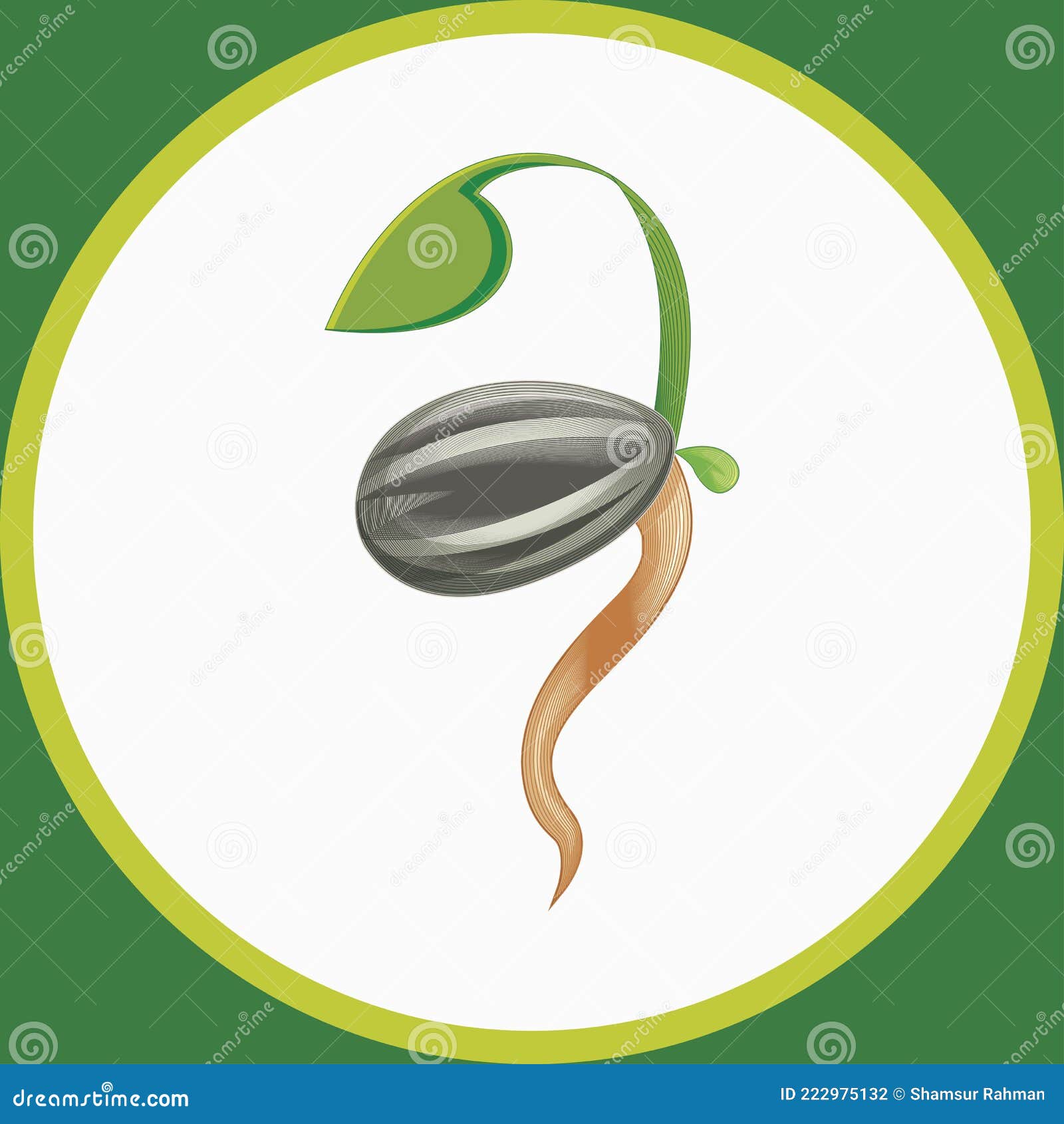 Planting Seed Banner, Stages Of Growth Of Flower From Seed, Timeline ...