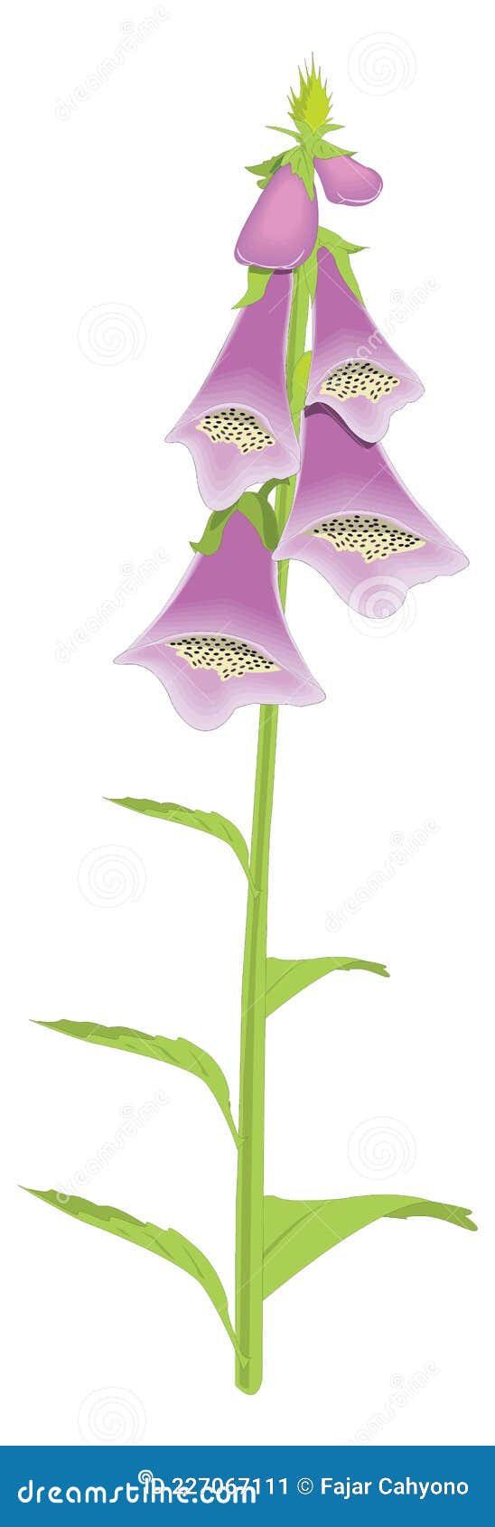 Foxglove Flower Vector Illustration Transparent Background ...
