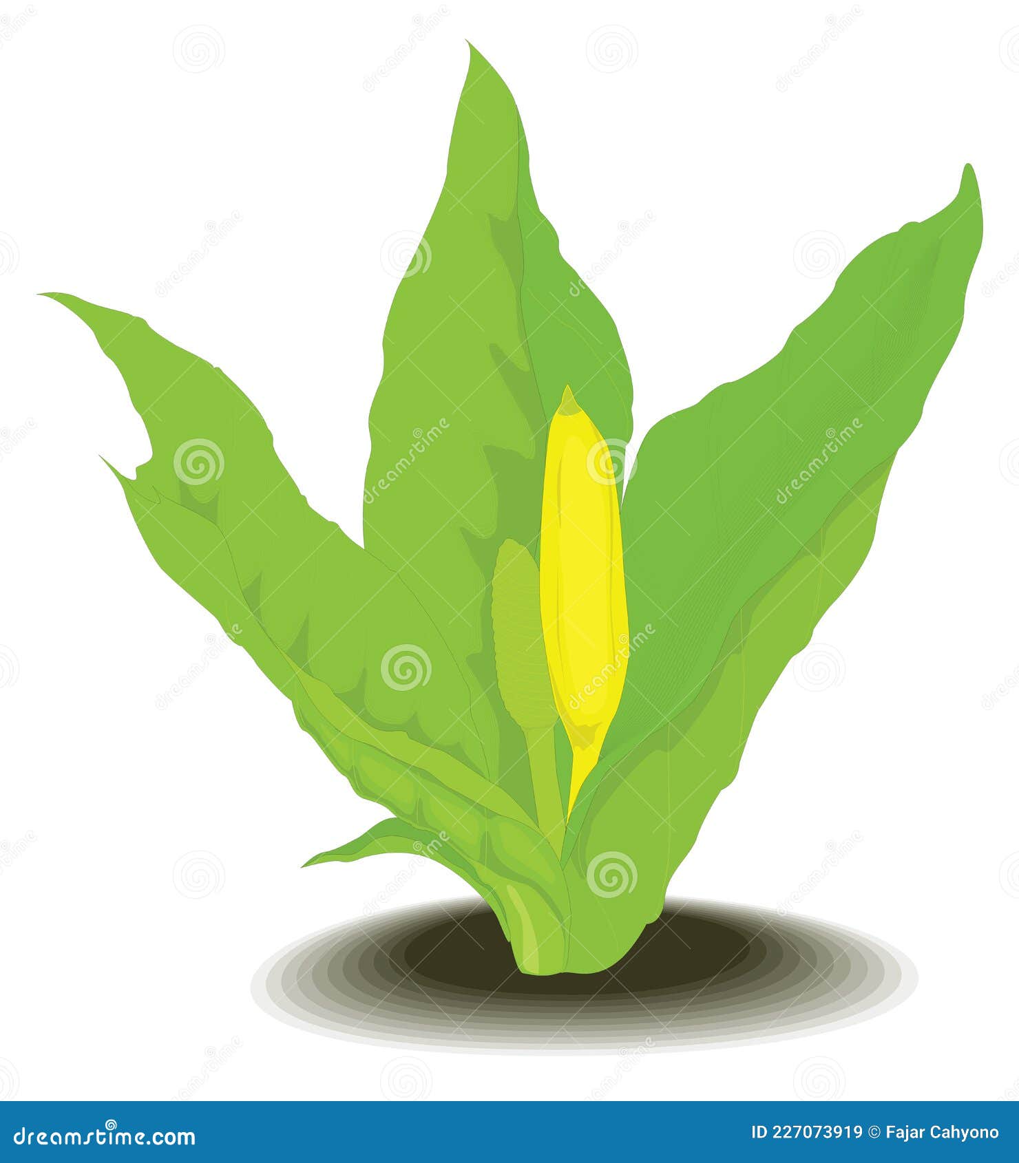 Skunk Cabbage Symplocarpus Foetidus Or Eastern Skunk Cabbage, Vintage ...